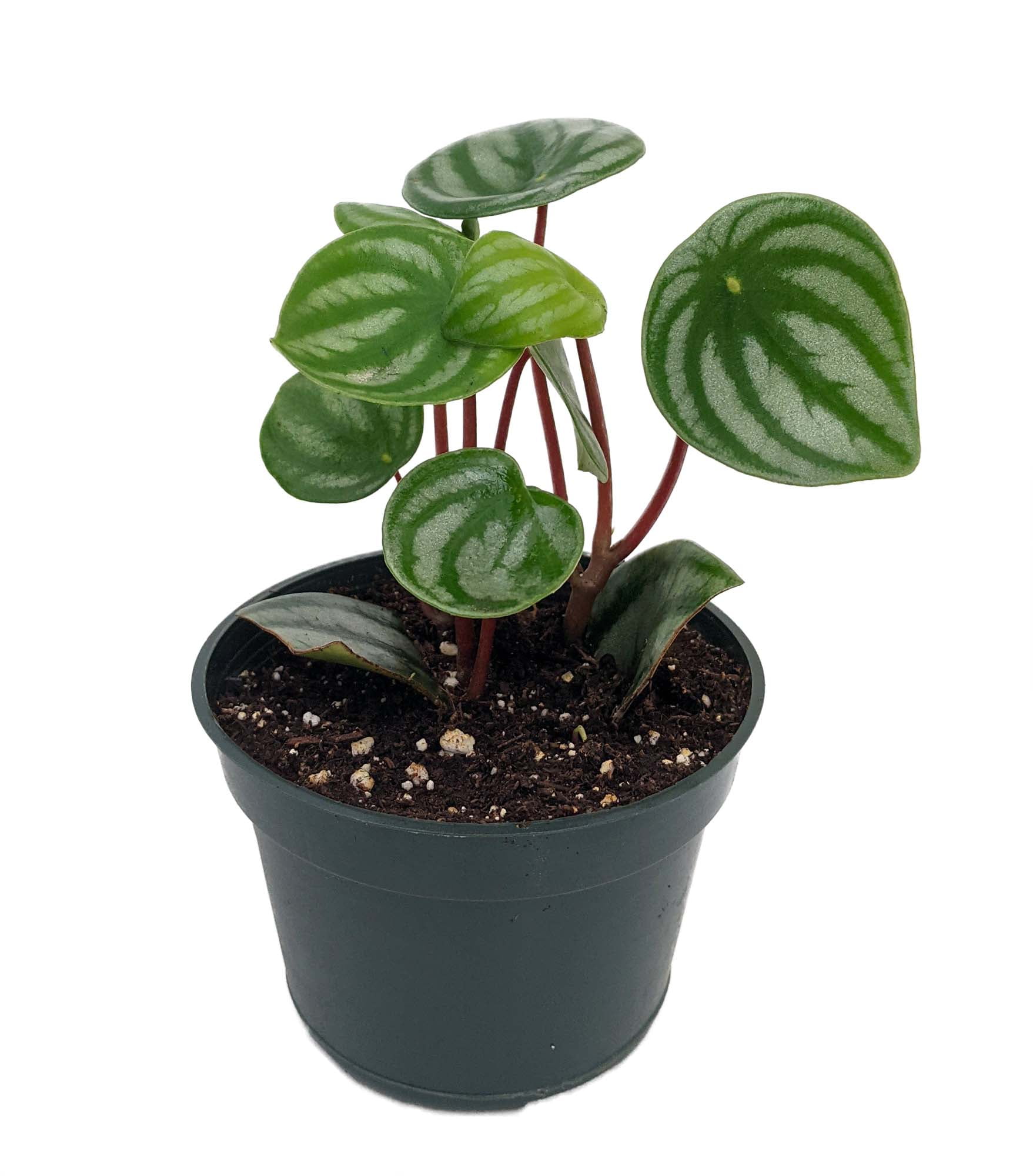 Watermelon Peperomia - Collector's Series - 4" Pot - Walmart.com