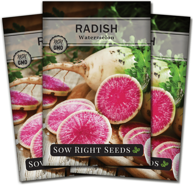 Watermelon Radish Seeds - Non GMO Heirloom Varieties for your Home ...