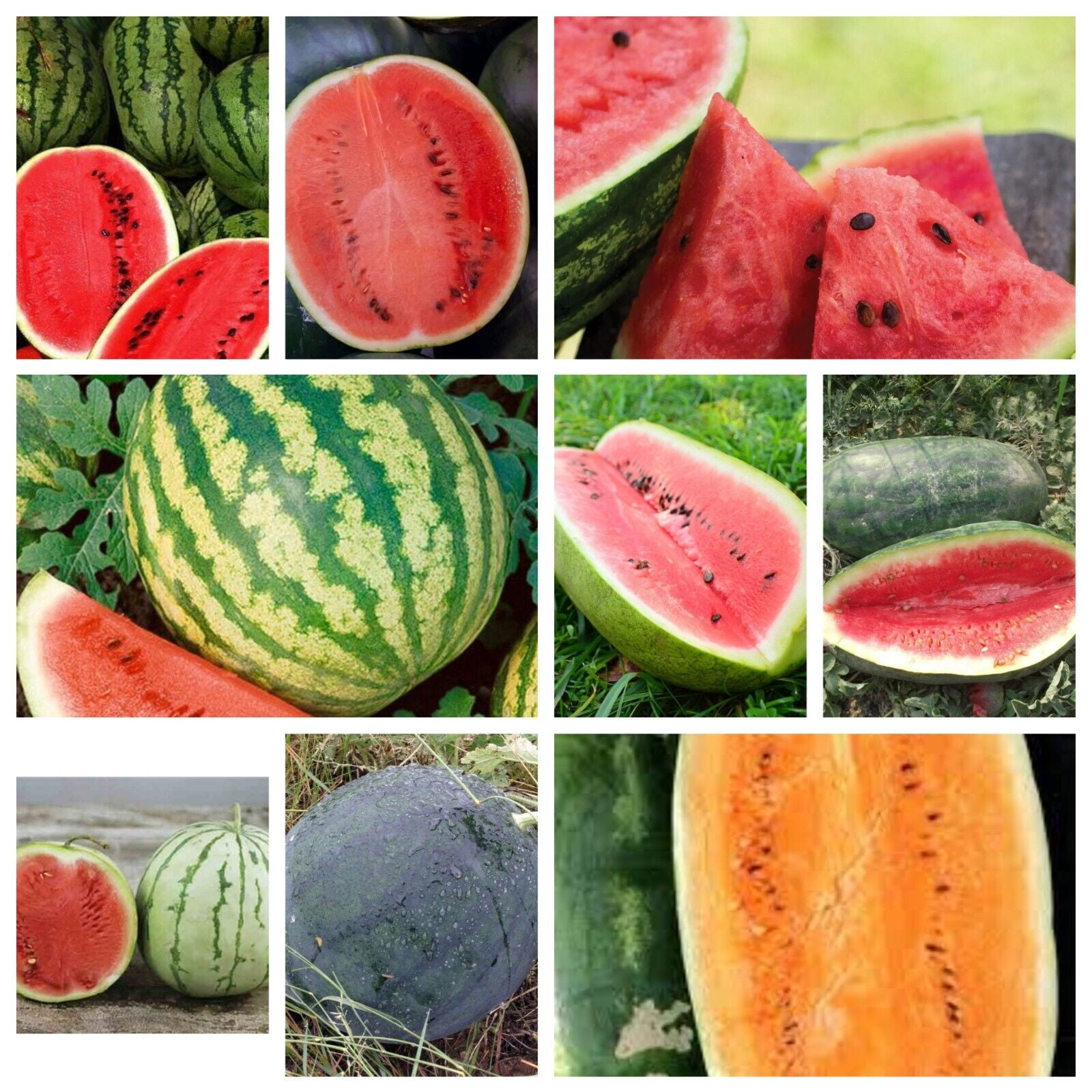 Watermelon Seeds Collection, NON-GMO, 9 Varieties, Heirloom, FREE ...