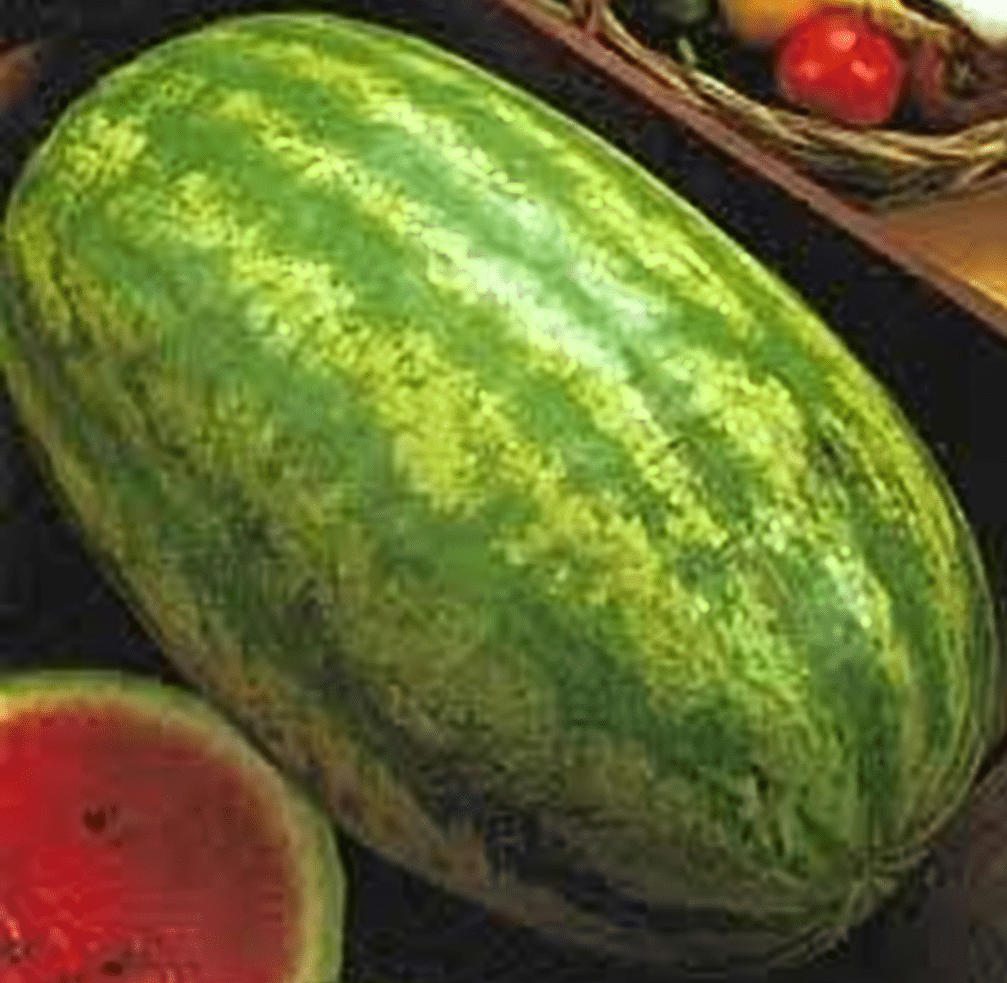Watermelon Striped Klondike Blue Ribbon Great Heirloom Garden Vegetable ...