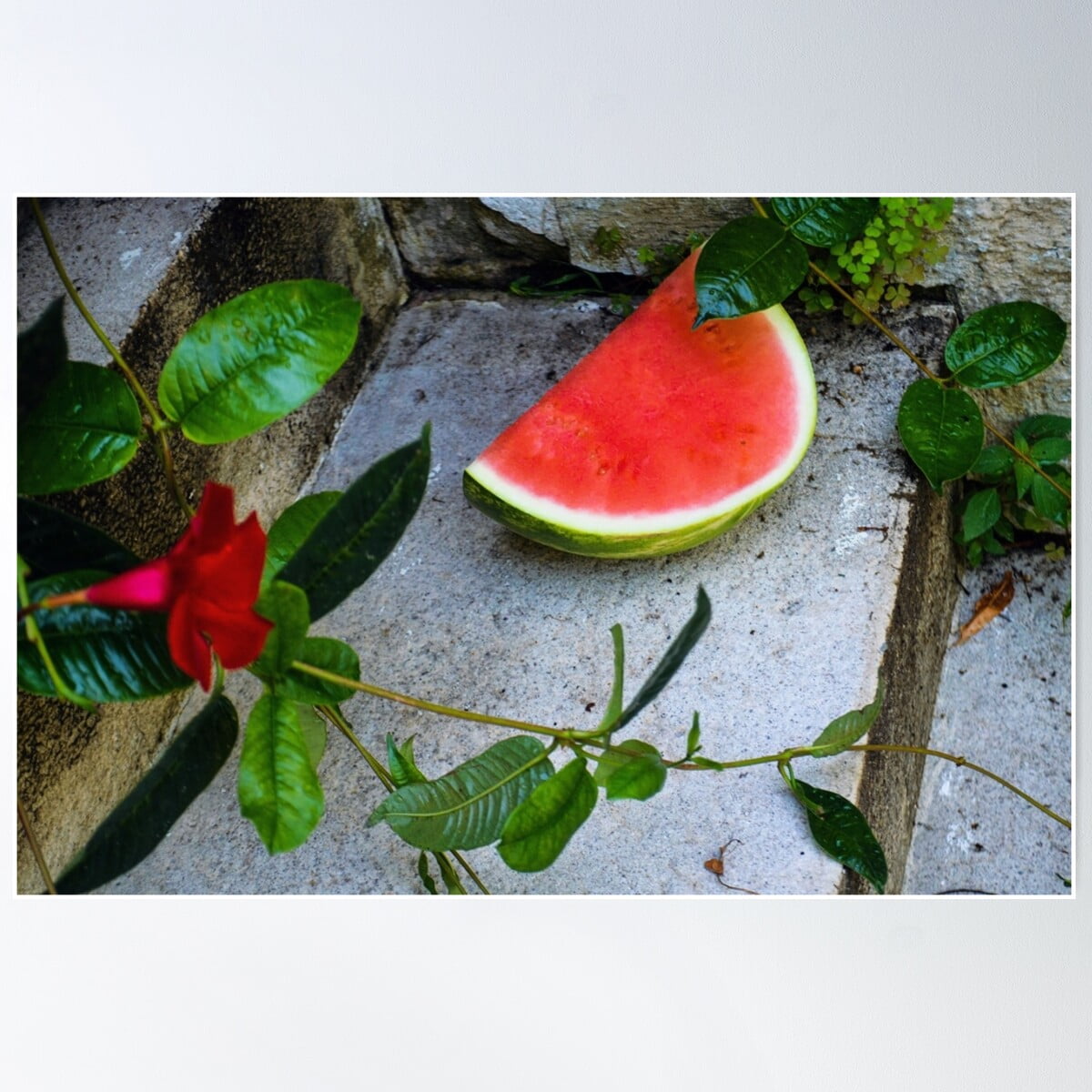 Watermelon, Watermelon Day, Rose, Melons, Summer, Summer Fruit ...
