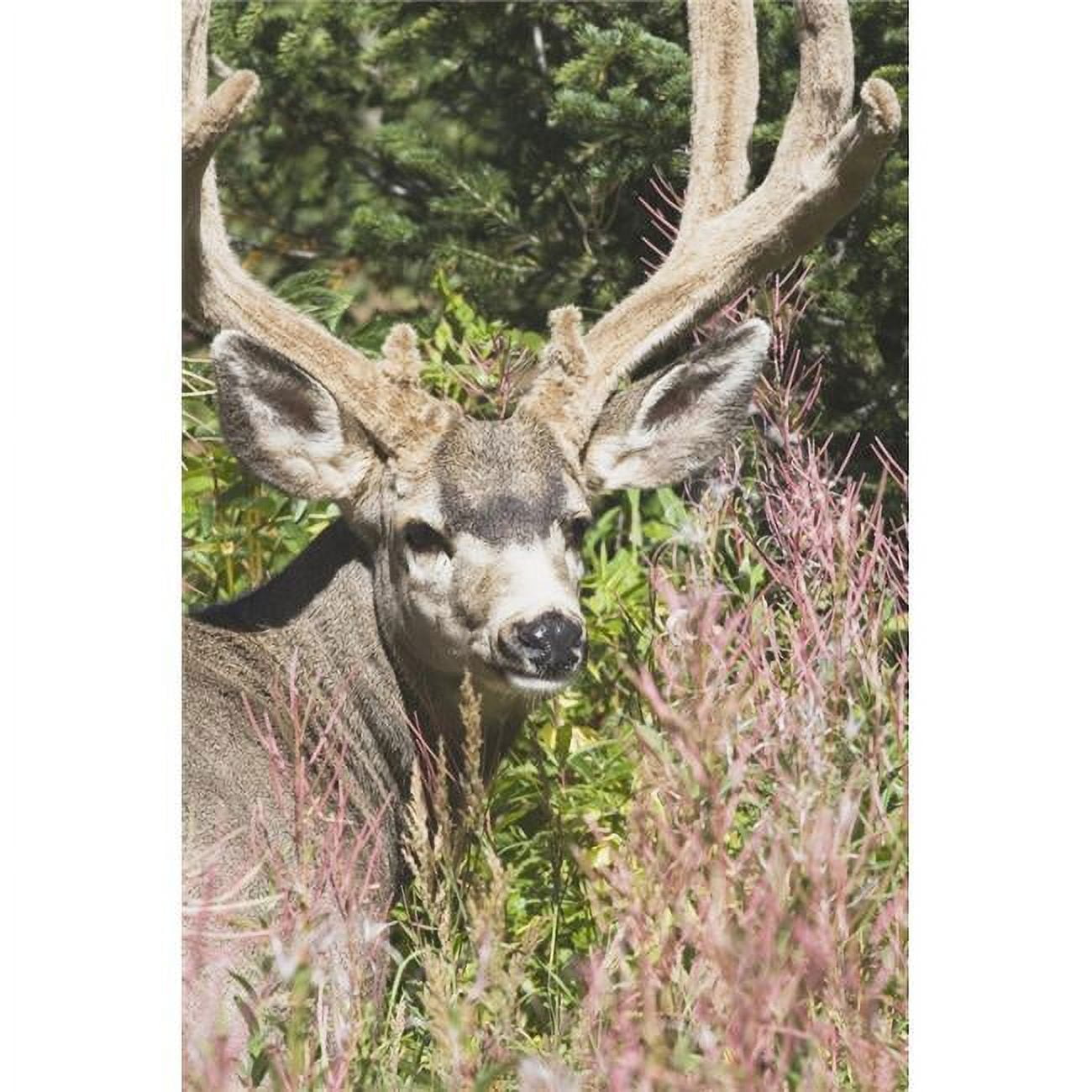 Waterton National Park Alberta Canada - Deer In A Mountain Meadow ...
