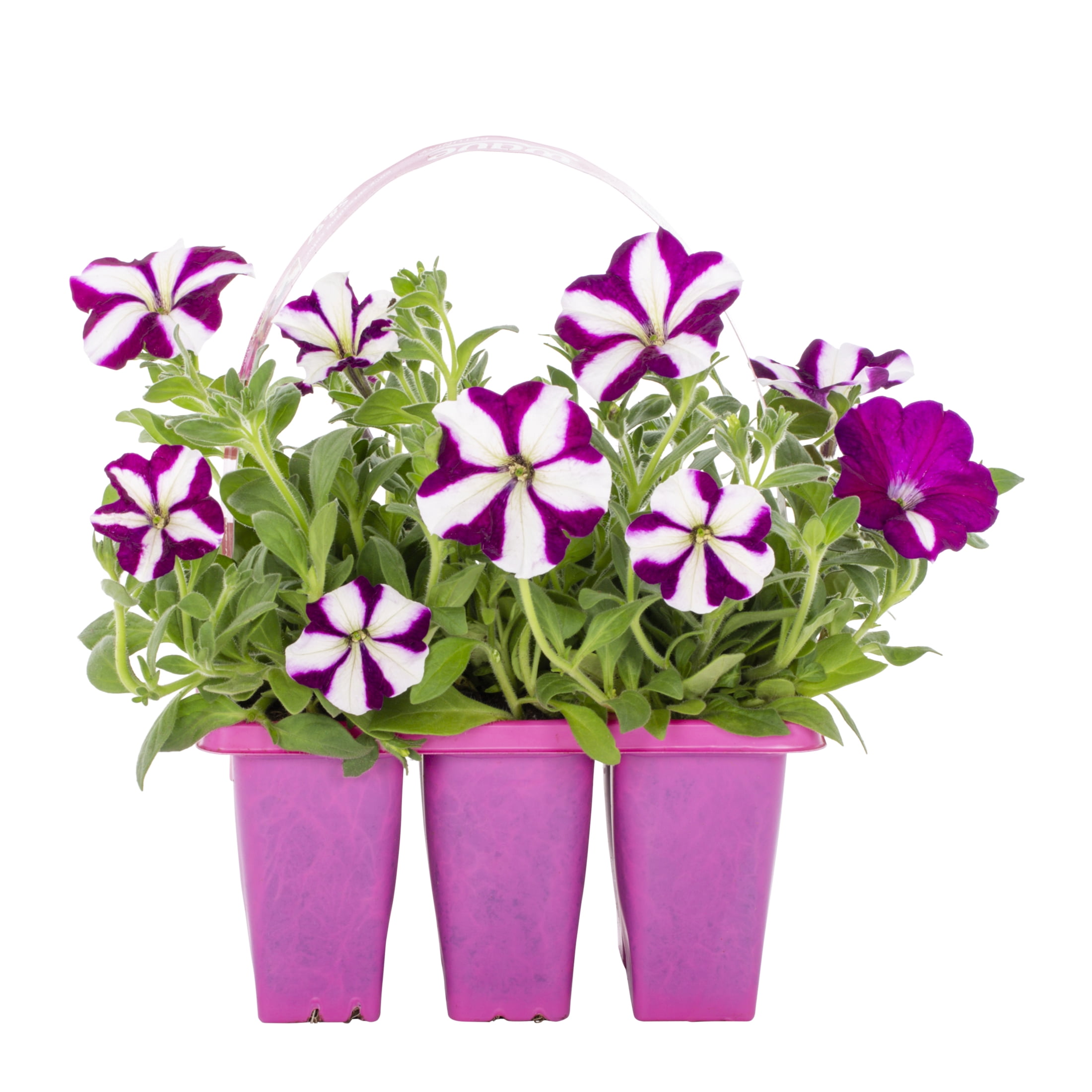 Wave 6-Pack Multicolor Petunia Live Annual Plant Sun - Walmart.com