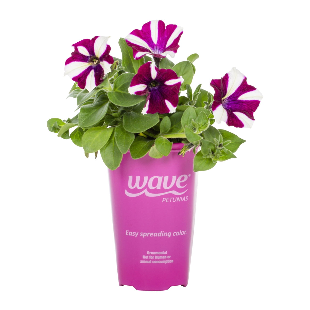 Wave 1.5PT Multicolor Petunia Live Annual Plant Sun - Walmart.com