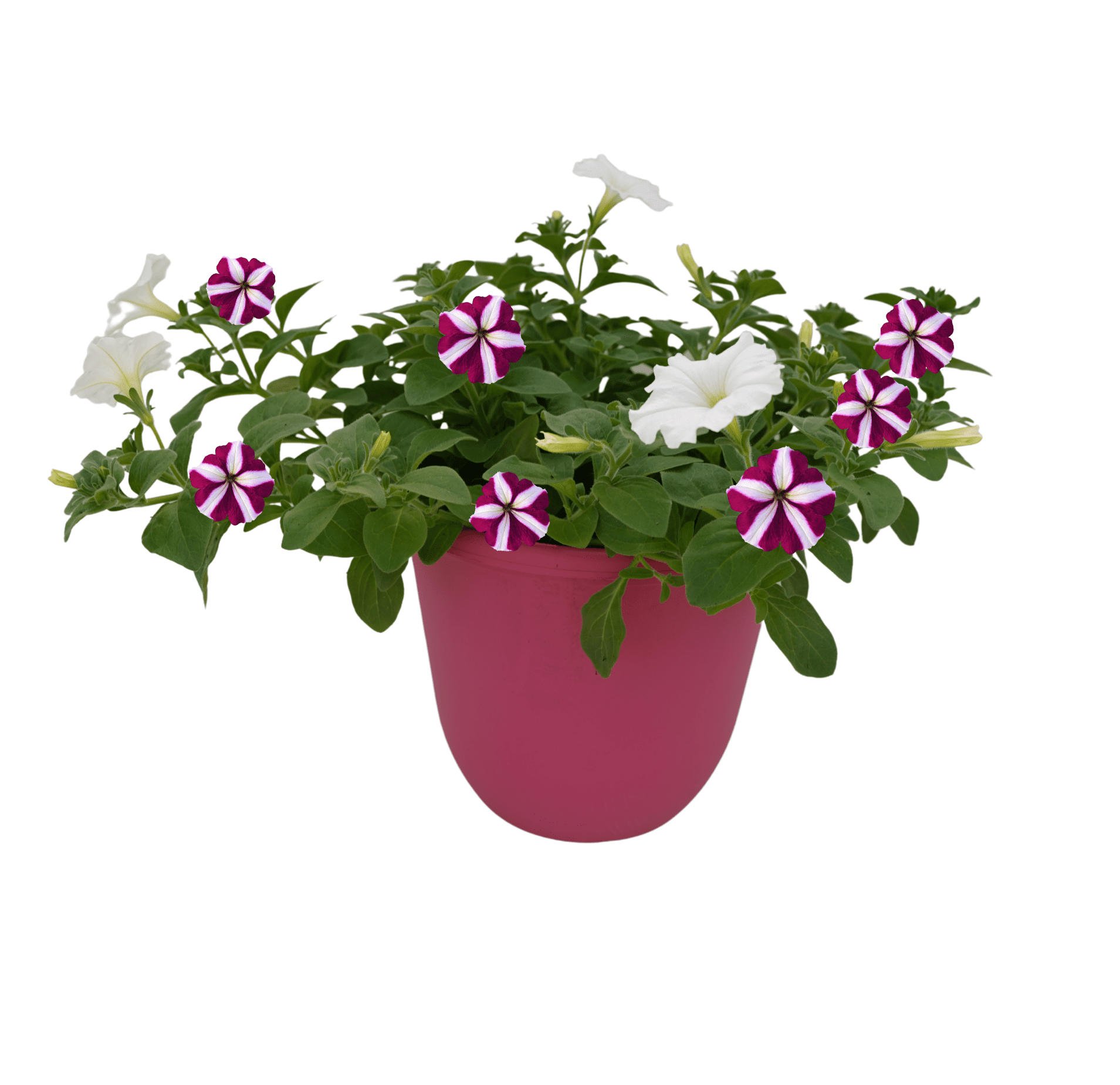Wave Petunia Perennial Easy Wave Starfish Petunia Mix Spring Live ...