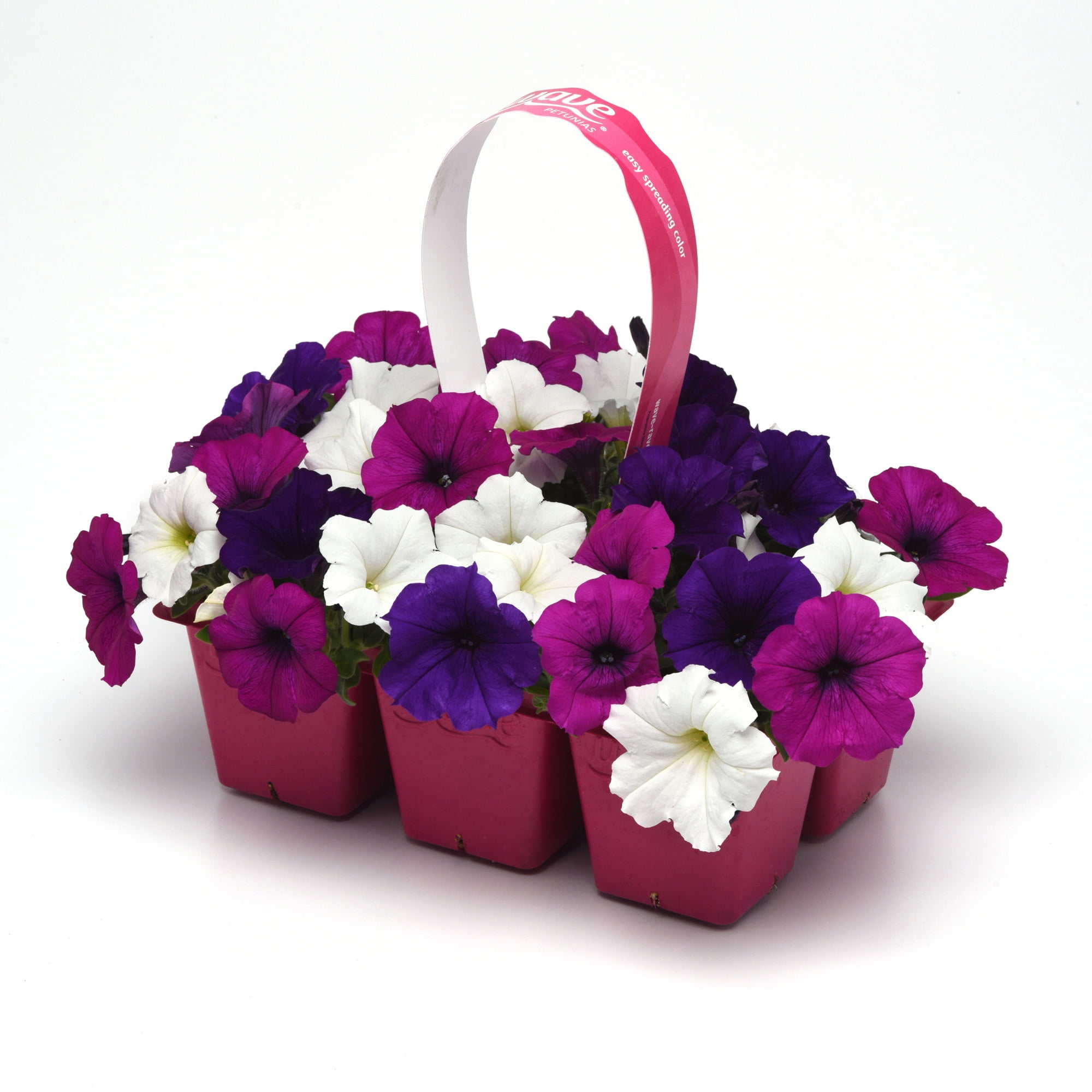 Wave Petunia 1.5G Easy Wave Starfish Petunia Mix Burgundy & White Live ...
