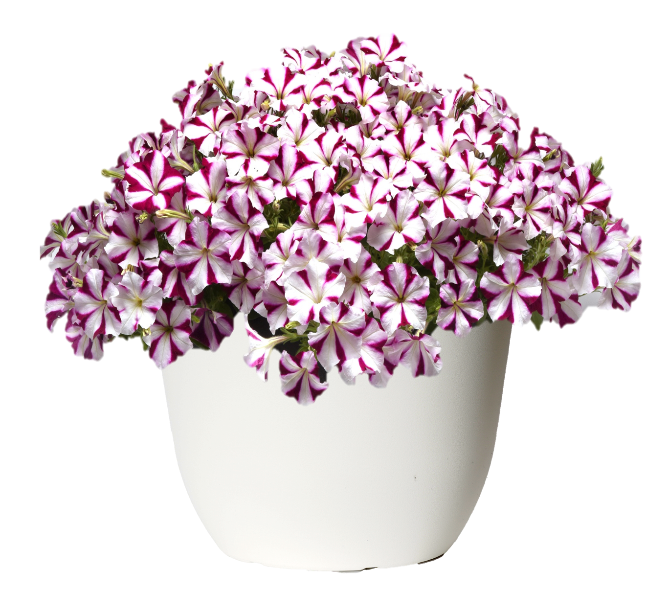Wave Petunia 1.5G Easy Wave Starfish Petunia Mix Burgundy & White Live ...