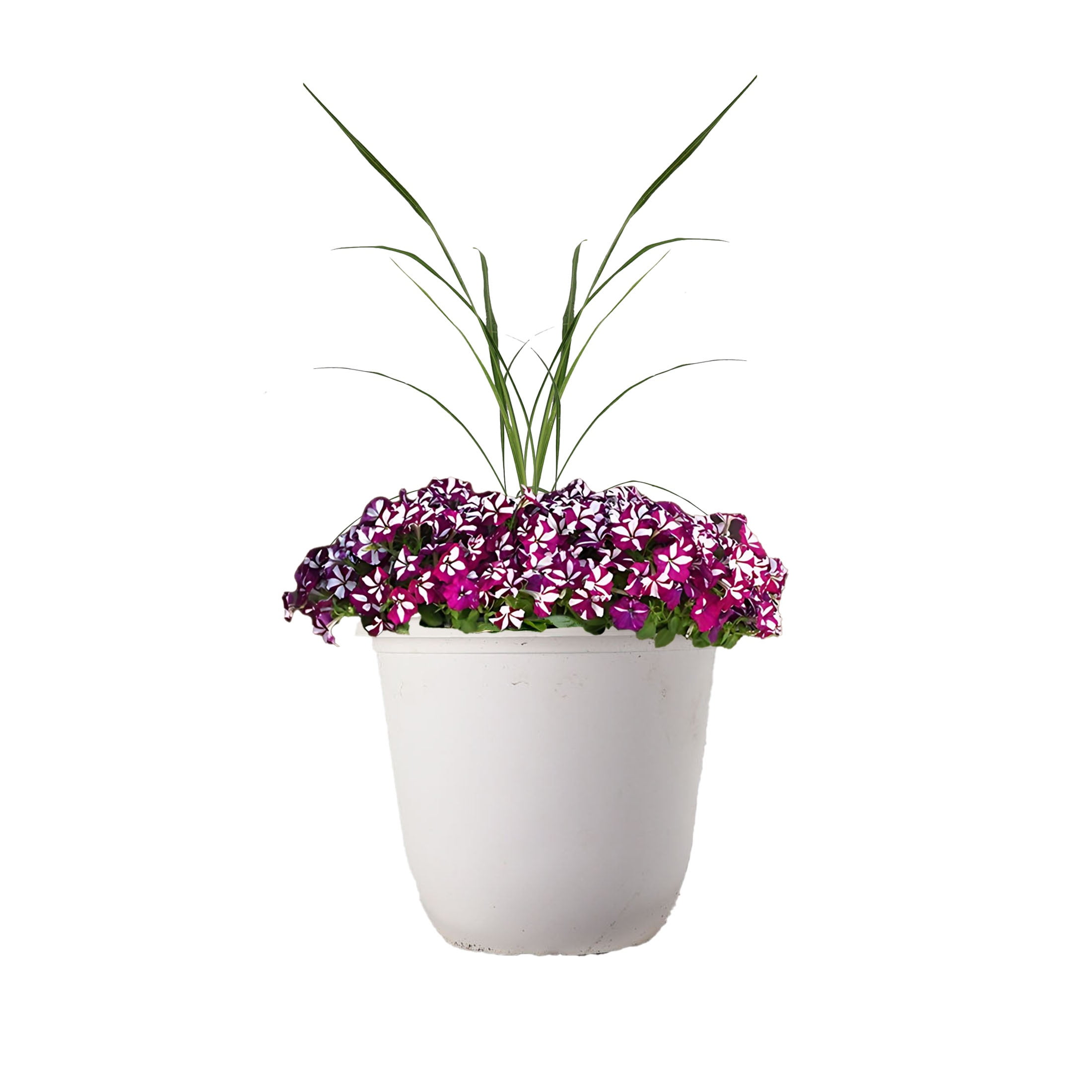Wave Petunia 1.5G Multicolor Petunia Wave Spike Combo Live Plants Decorative Pot Sun - Walmart.com