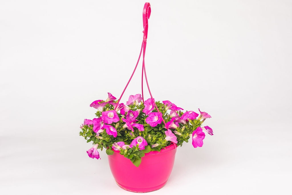 Wave Petunia 1.5G Petunia Pink Passion Live Plant - Walmart Business ...