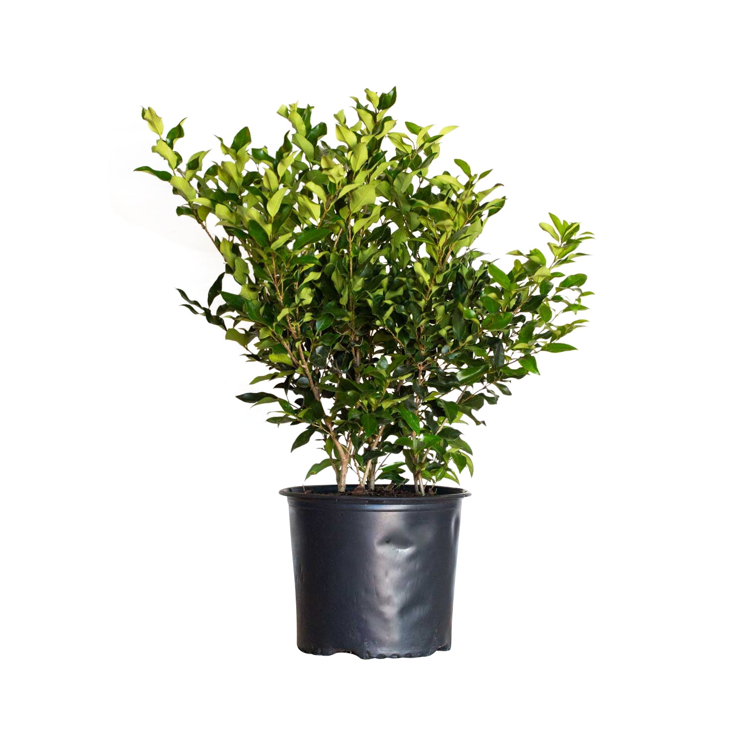 Wavy Leaf Ligustrum Recurvifolium (2.5 Gallon) Evergreen Privet Shrub ...