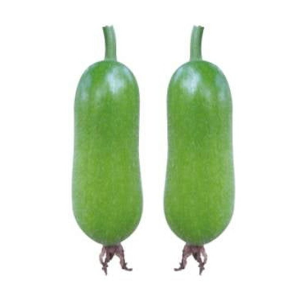 Wax Gourd - Maya Seeds for Planting - 10g - Walmart.com