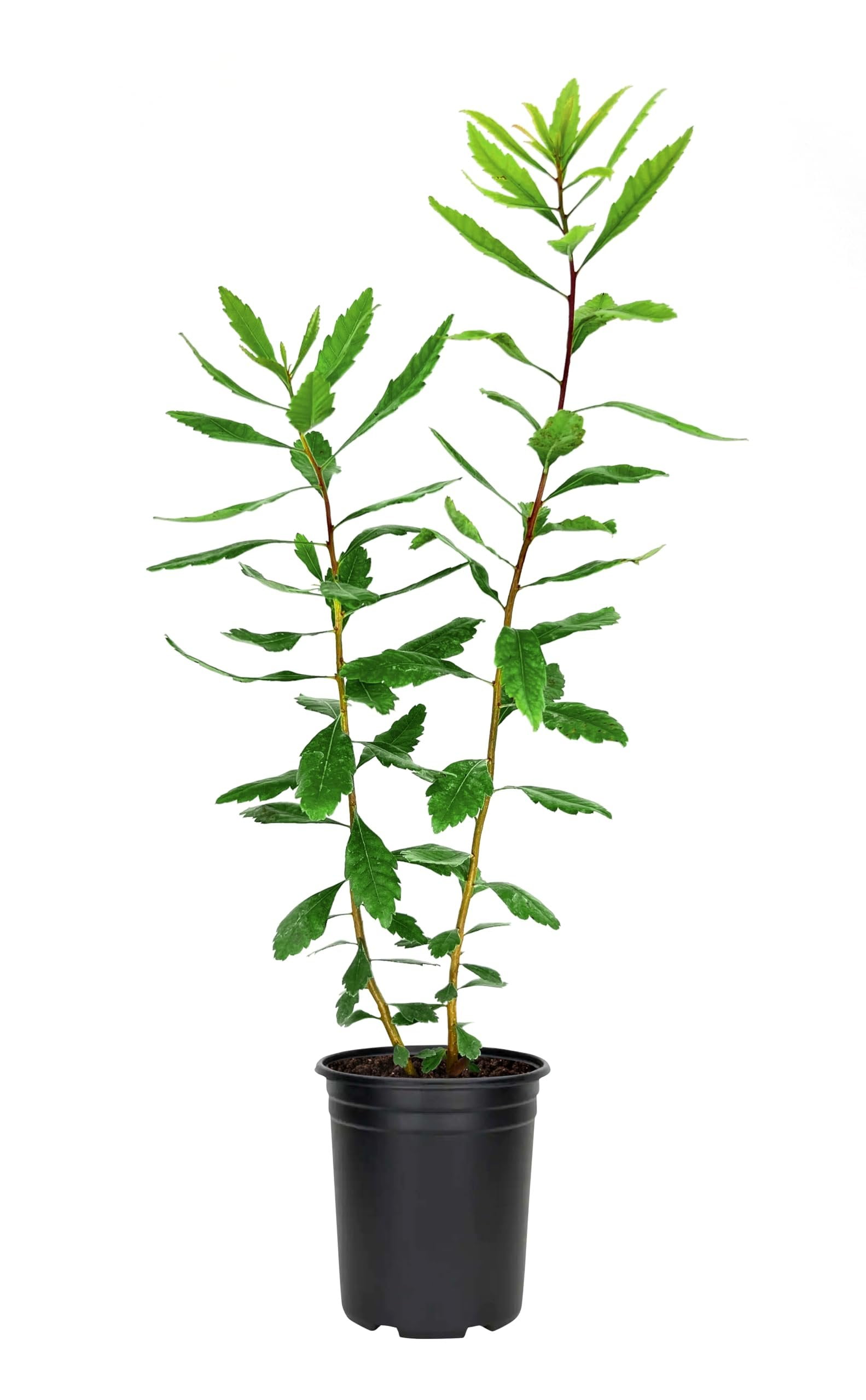 Wax Myrtle 1 Live 4 Inch Pot Myrica Cerifera Evergreen Shrubs for ...