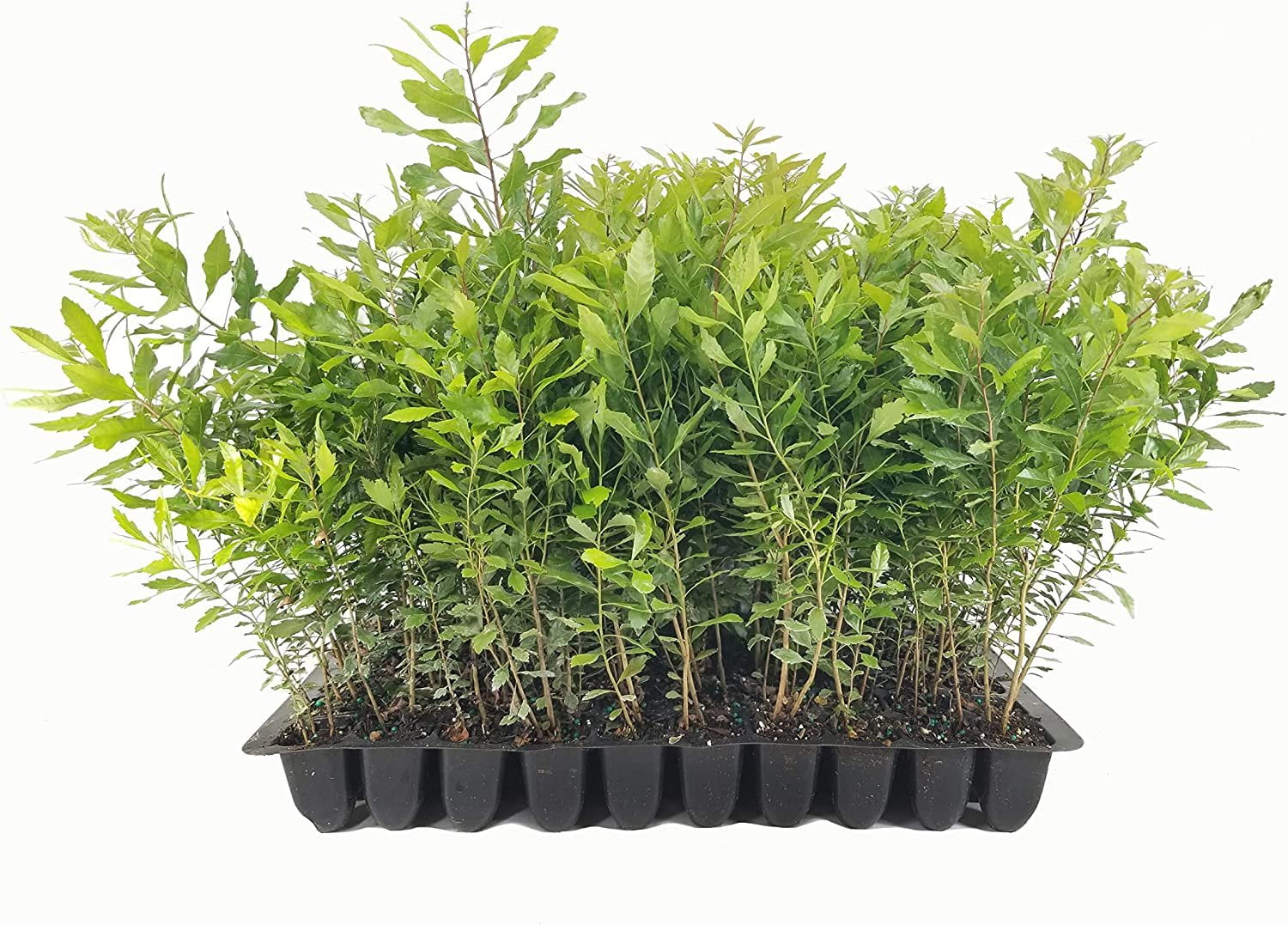 Wax Myrtle - 10 Live Plants - Myrica Cerifera Bayberry - Aromatic ...