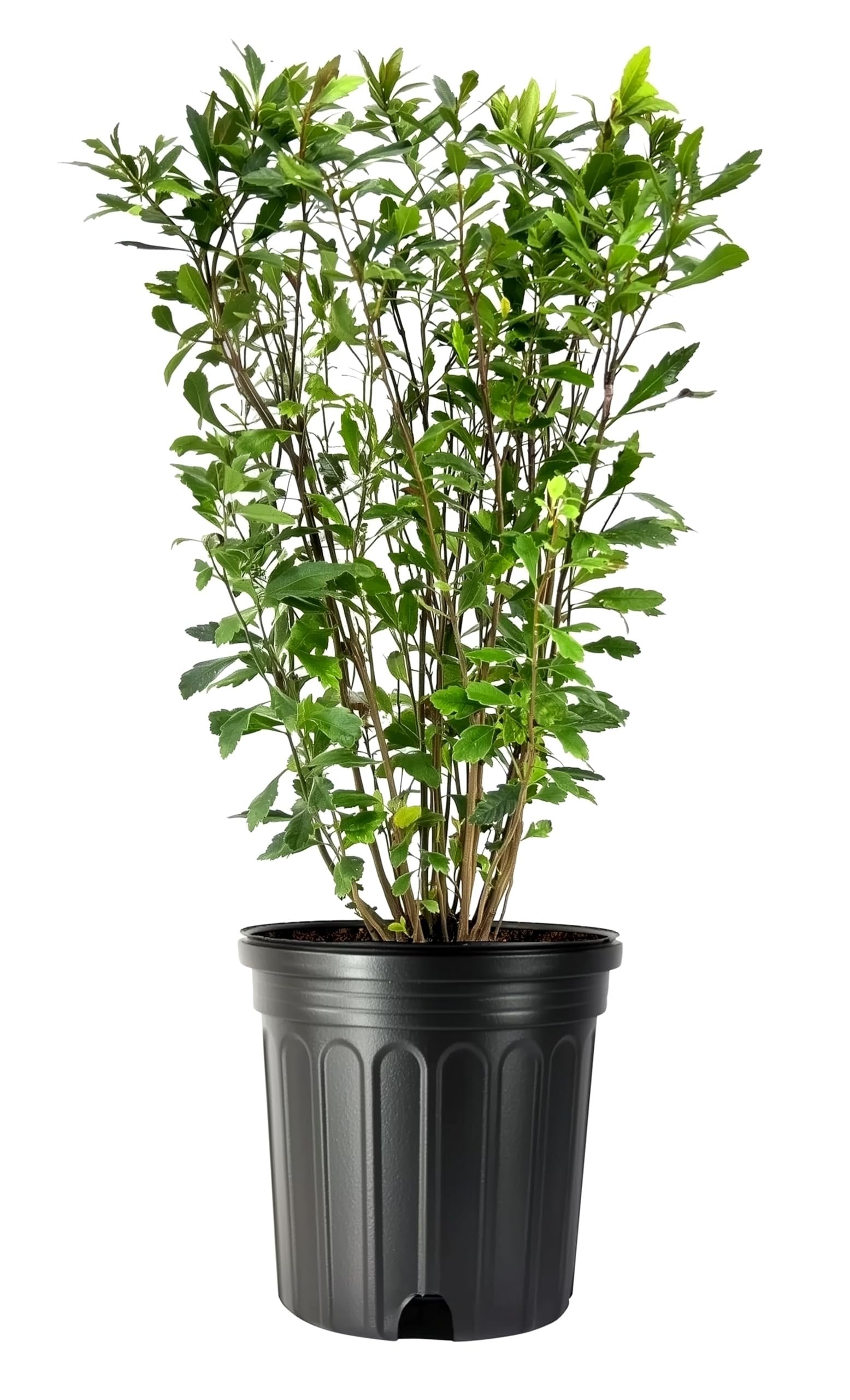Wax Myrtle 2 Live Gallon Size Plants Myrica Cerifera Ideal for Natural ...
