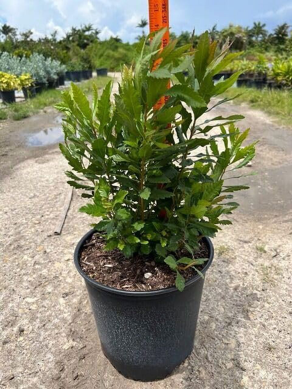 Wax Myrtle 3 Live Gallon Size Plants Myrica Cerifera Ideal for Natural ...