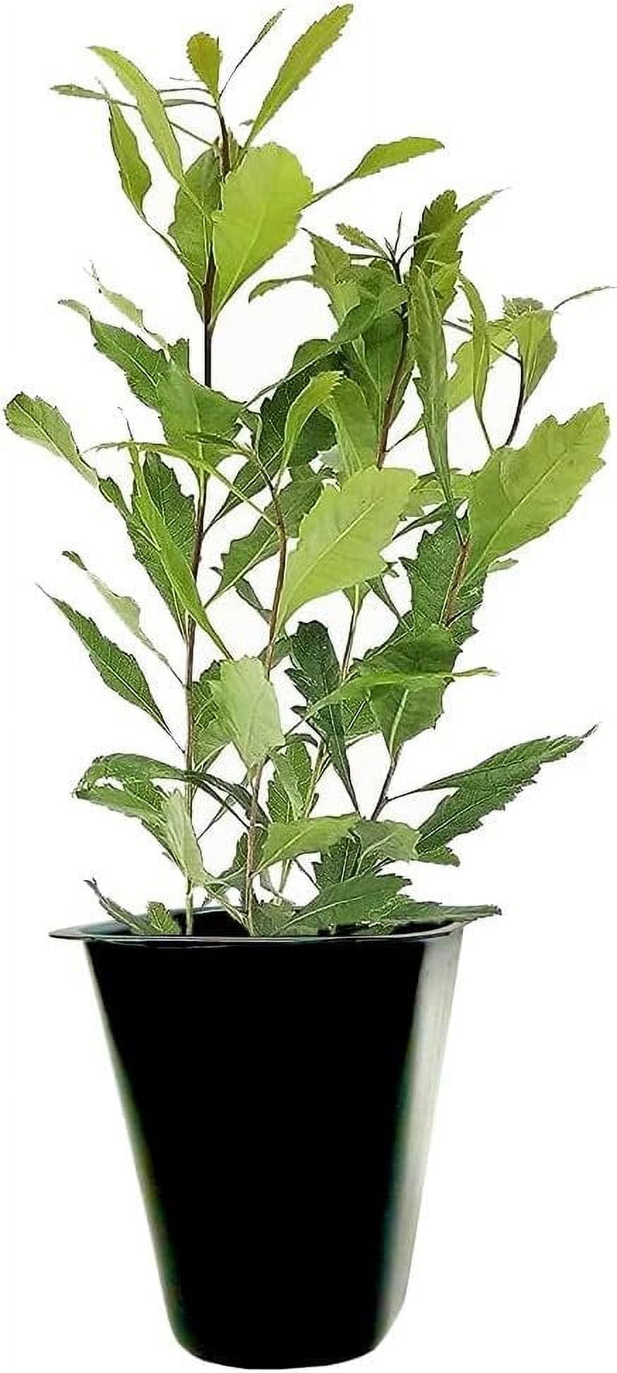 Wax Myrtle- 40 Live Plants, Full Sun Outdoor - Myrica Cerifera Bayberry ...