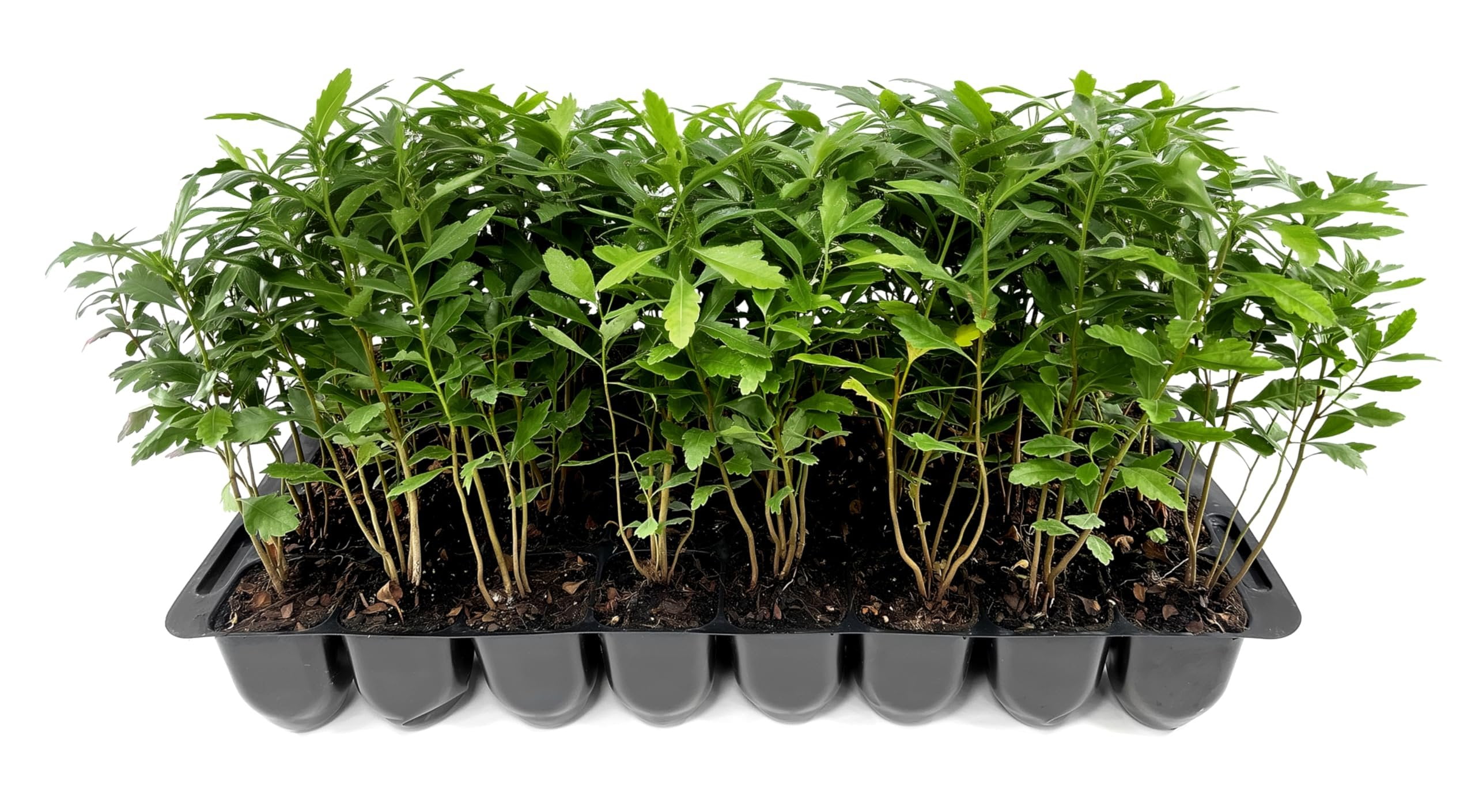 Wax Myrtle 50 Live Plants Myrica Cerifera Fast Growing Evergreen Shrub ...