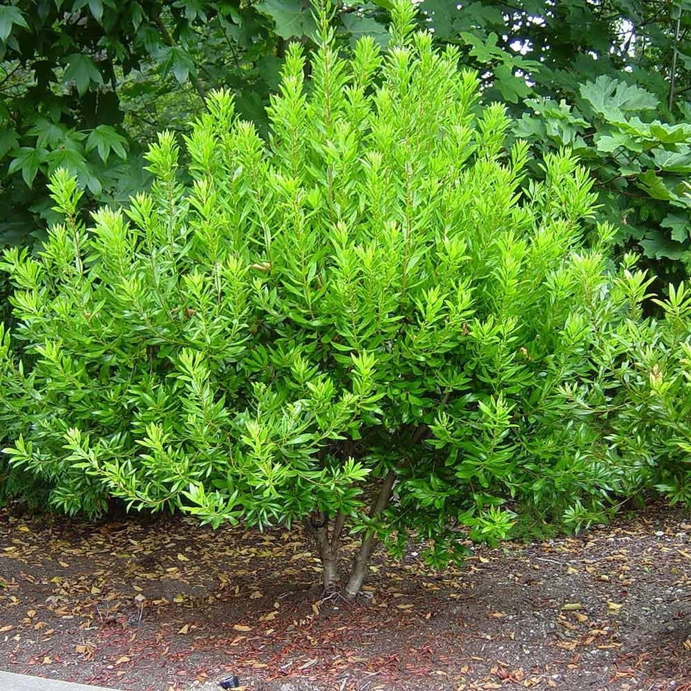 Wax Myrtle Don's Dwarf I 10 Live Plants I Myrica Cerifera Compact ...