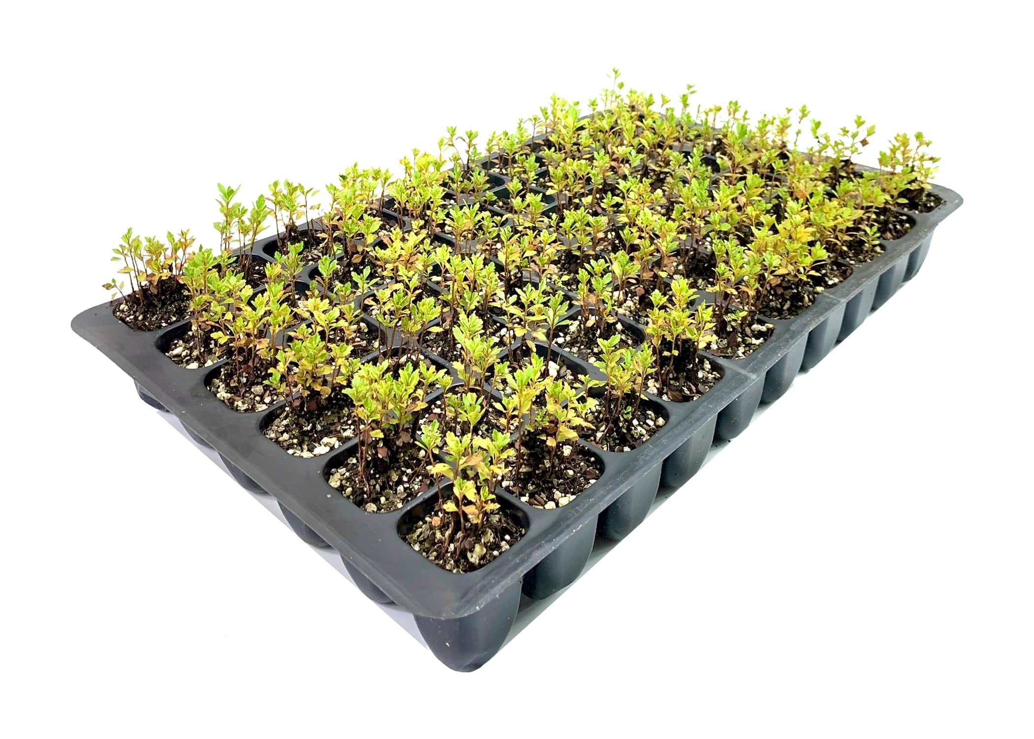 Wax Myrtle Don's Dwarf I 40 Live Plants I Myrica Cerifera Compact ...