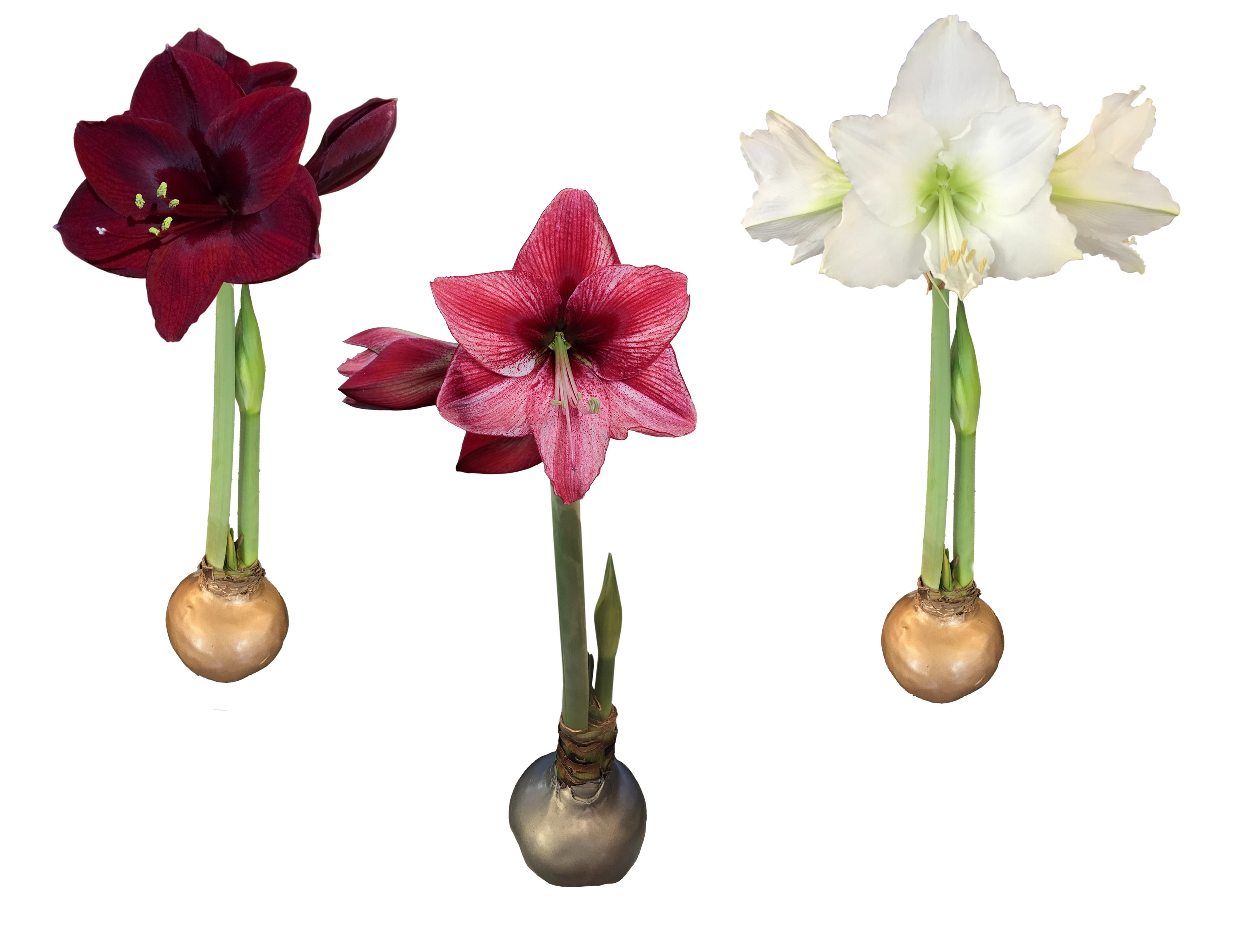 Waxed Amaryllis Bulb 28/30cm Holiday Collection---One Each Black Pearl ...