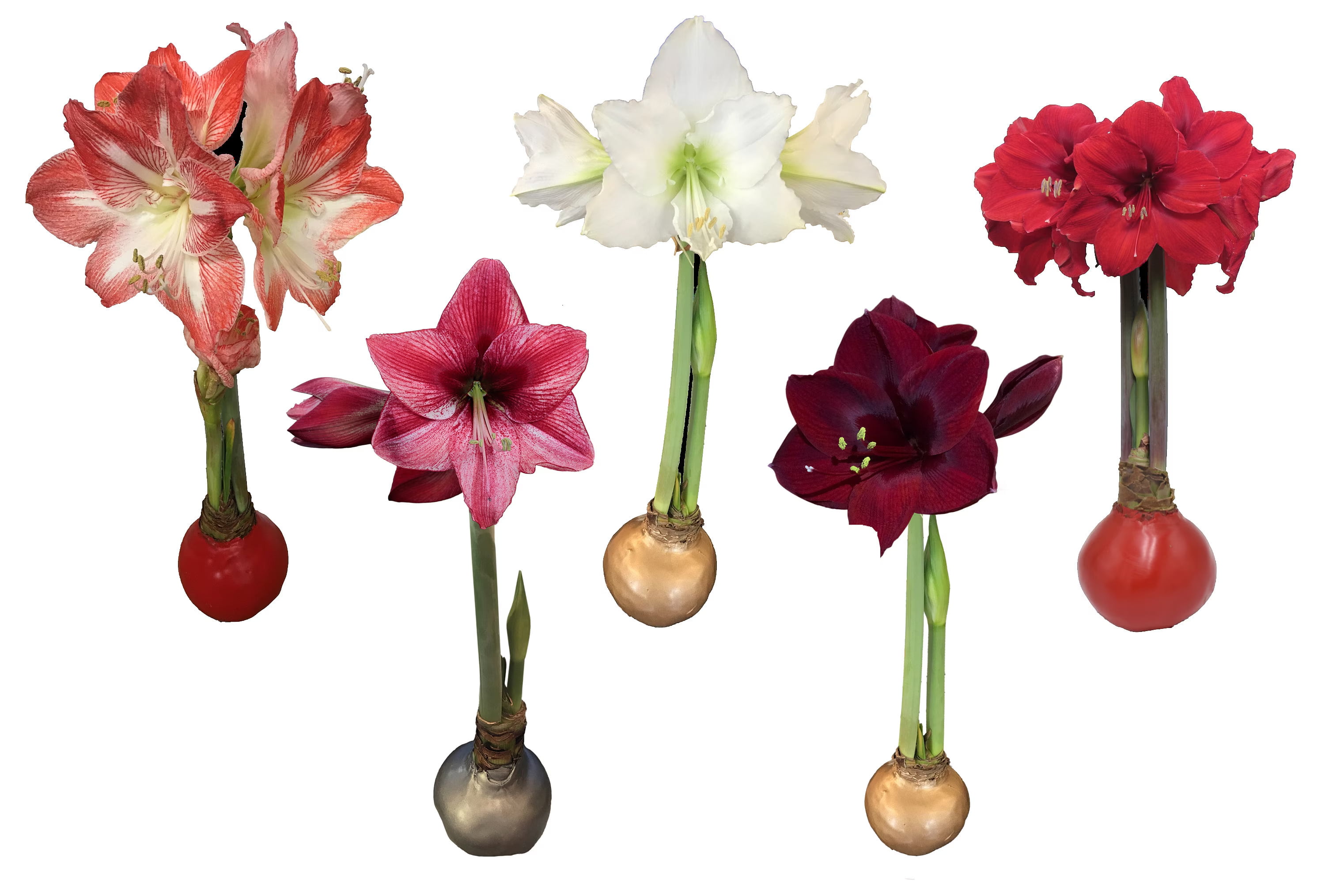 Waxed Amaryllis Bulb Holiday 5 Pack---Five Assorted Waxed Amaryllis Bulbs 28/ 30cm- A Perfect ...