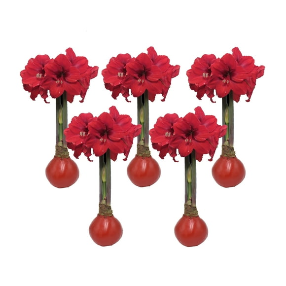 Waxed Amaryllis Bulbs