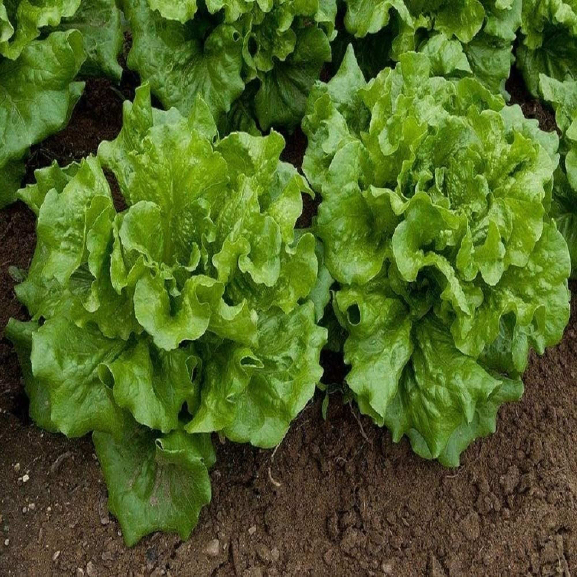 Way-A-Head Butterhead Lettuce Seeds - 100 Count Seed Pack - Compact Buttery Heads of savoyed ...