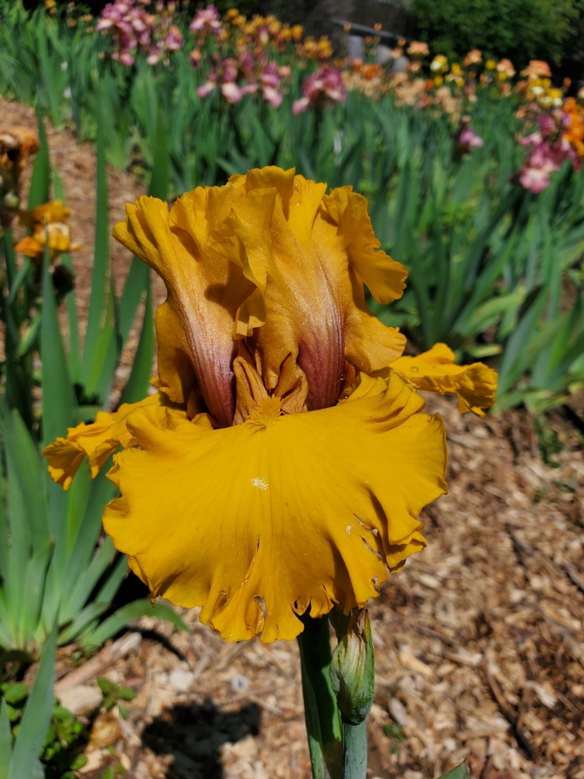 'Wealth' Bearded Iris - Walmart.com