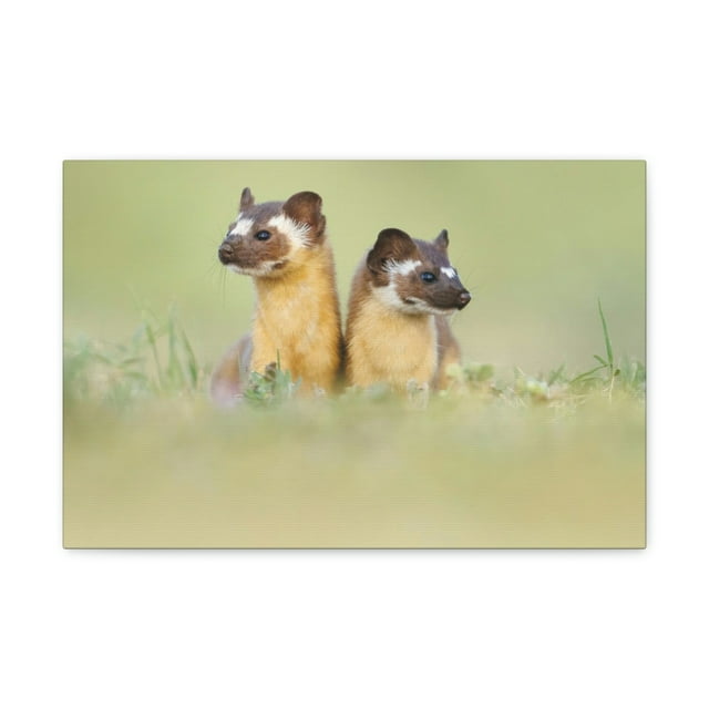 Weasel Couple Weasel Couple Print Animal Wall Art Wildlife Canvas ...