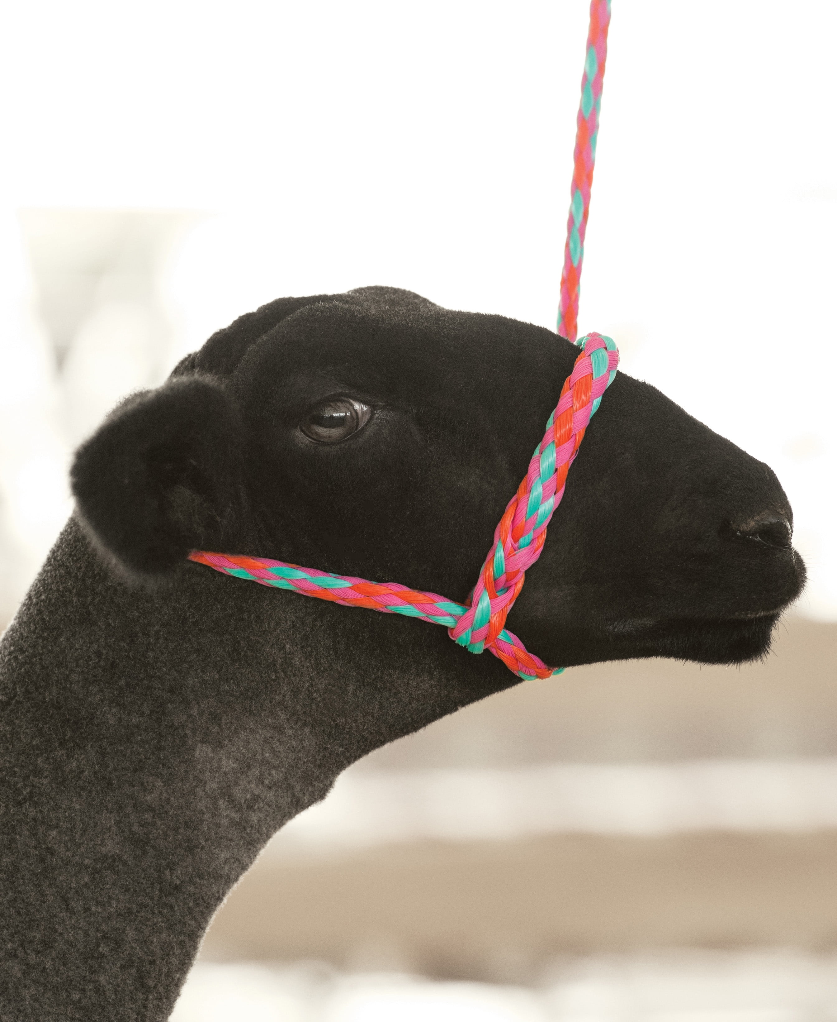Weaver Leather Livestock Poly Rope Sheep Halter Hot Pink/Coral/Mint ...