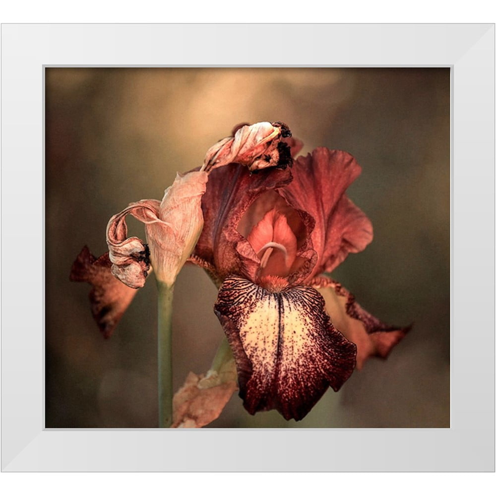 Wechsler, Robin 13x12 White Modern Wood Framed Museum Art Print Titled ...