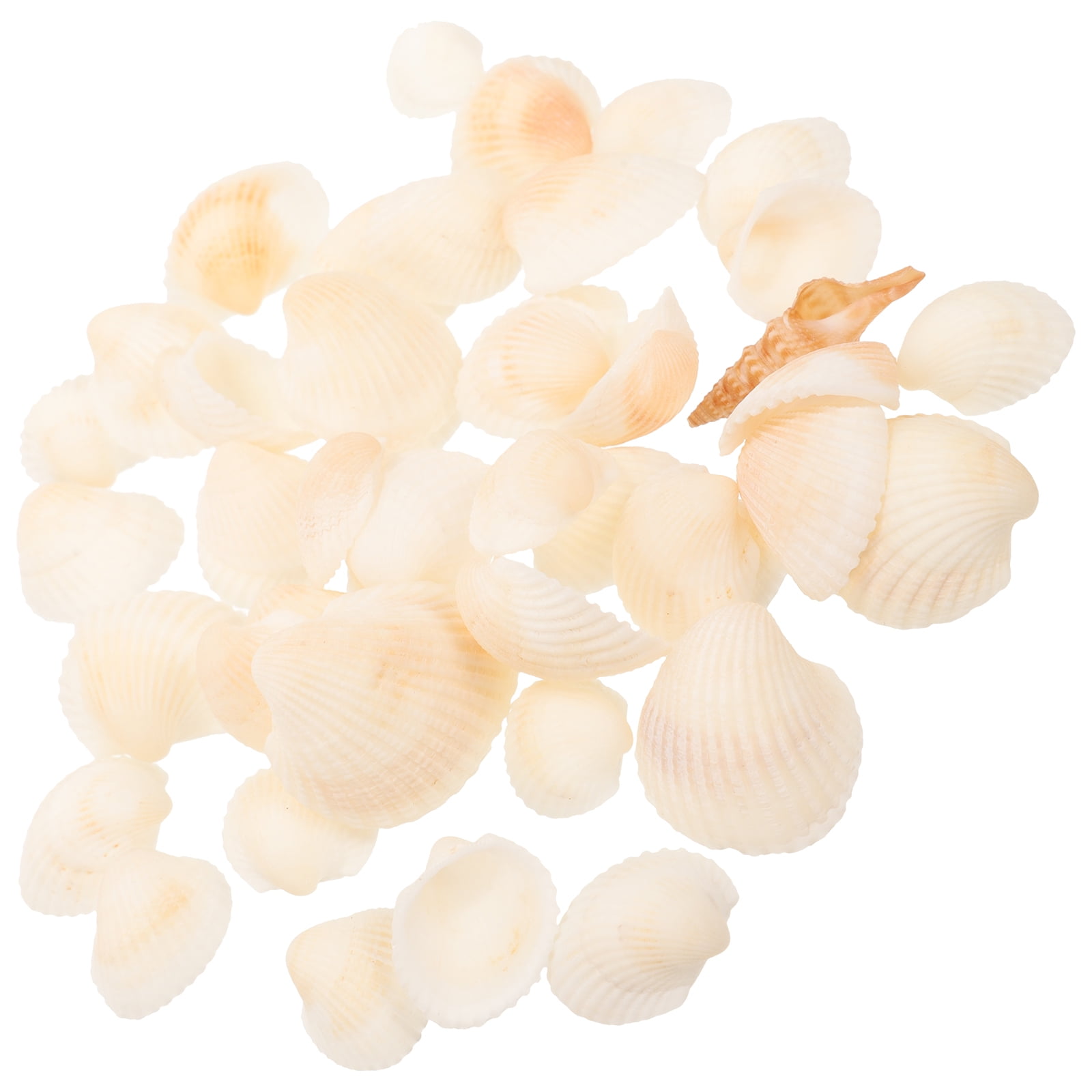 OHOIOLLA Seashell Ornament Natural Shells 1 Set For Home Decor And ...