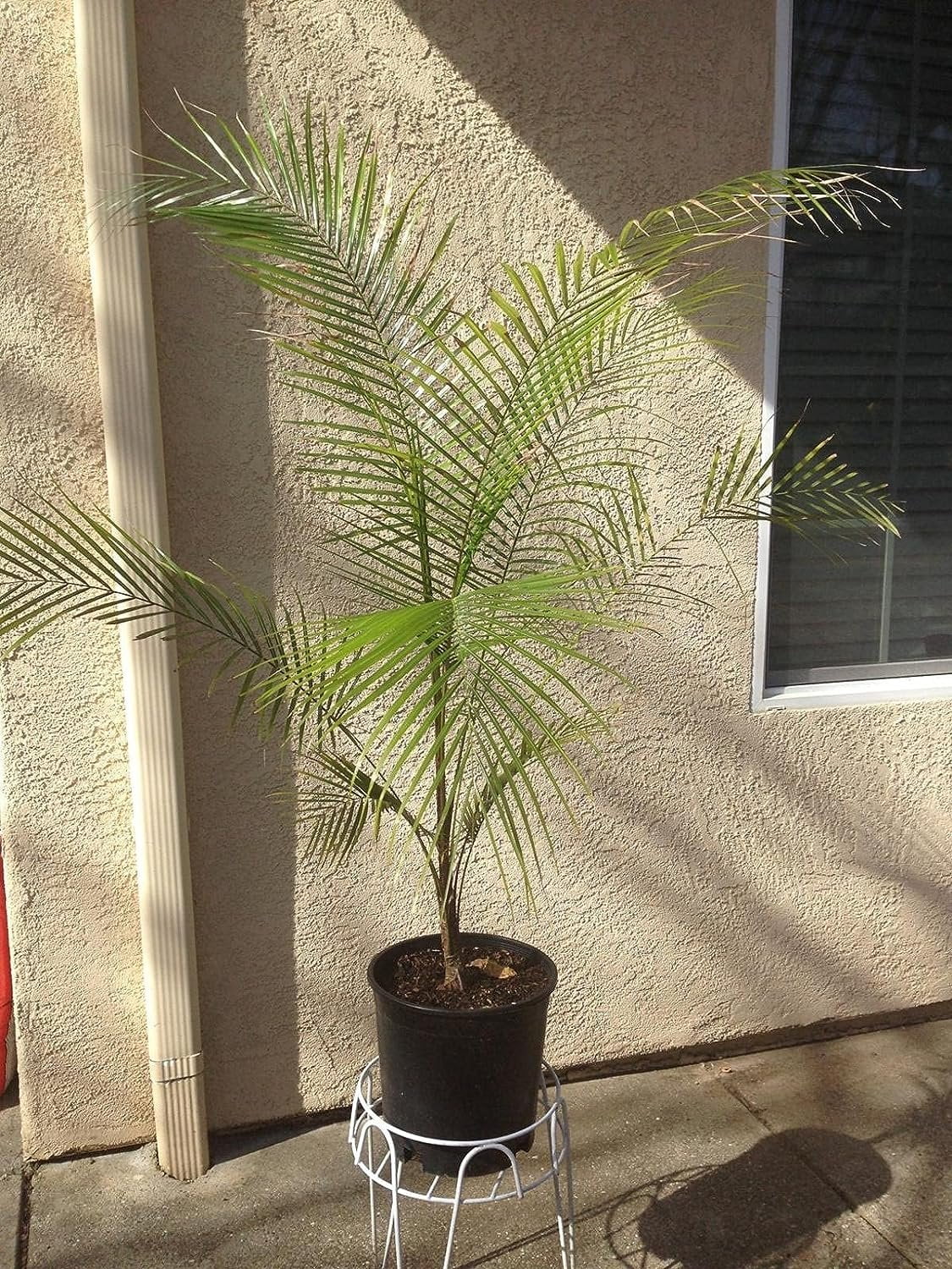 Wedding Palm - Live Plant in a 3 Gallon Growers Pot - Lytocaryum ...