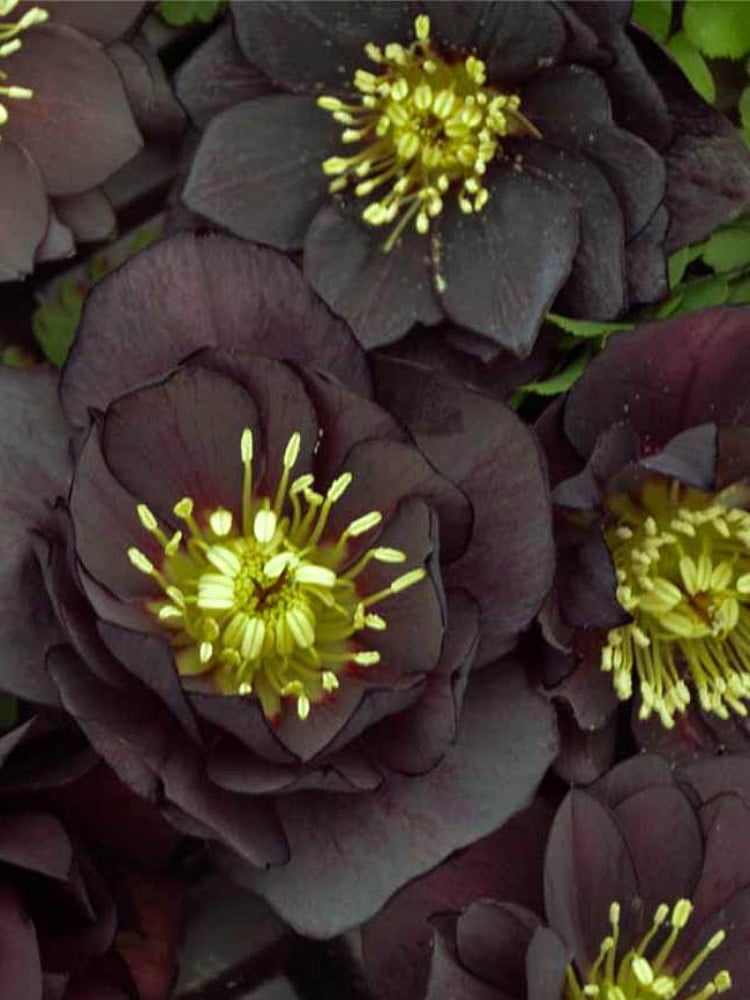 Wedding Party™ Dark and Handsome Christmas/Lenten Rose - Helleborus ...