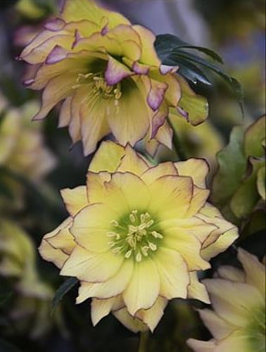 Wedding Party™ First Dance Christmas/Lenten Rose - Helleborus - Gallon ...