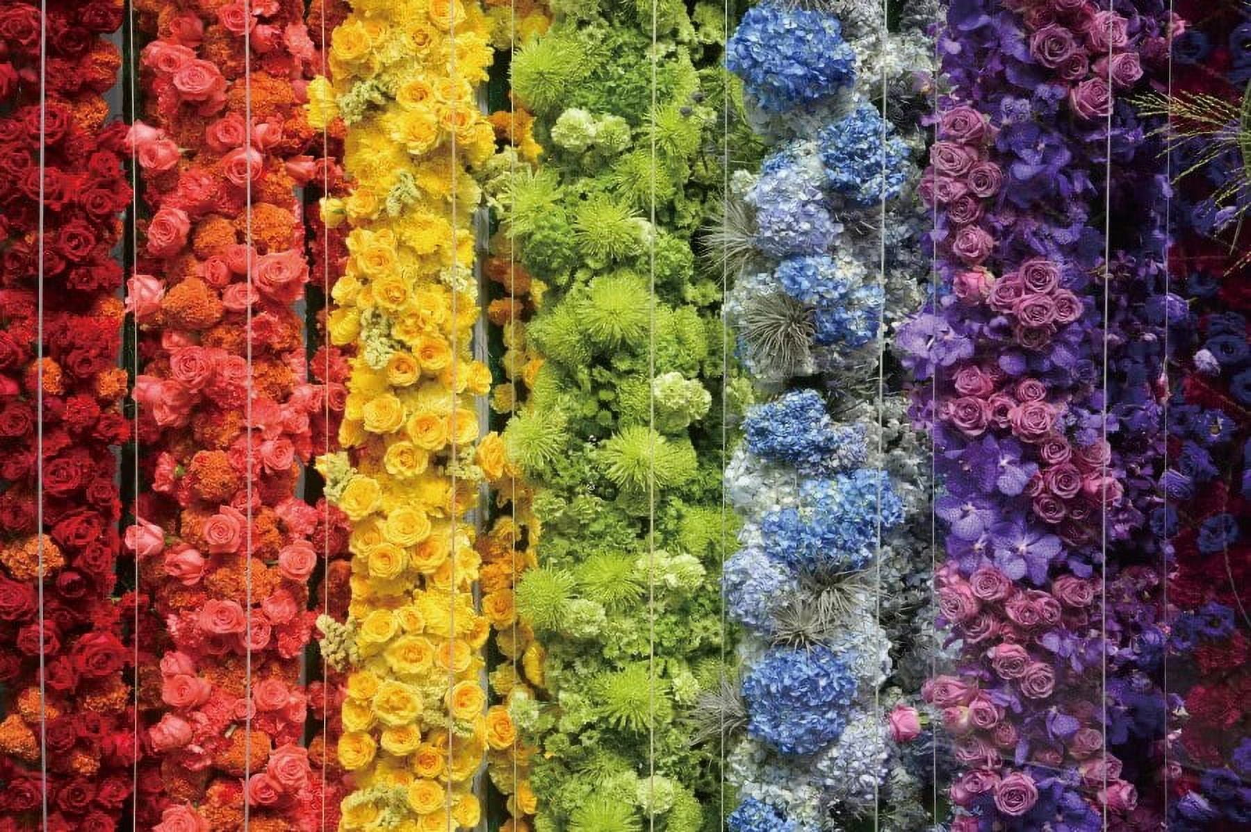 Wedding Roes Flower Color Alternating Wall Photography Background ...