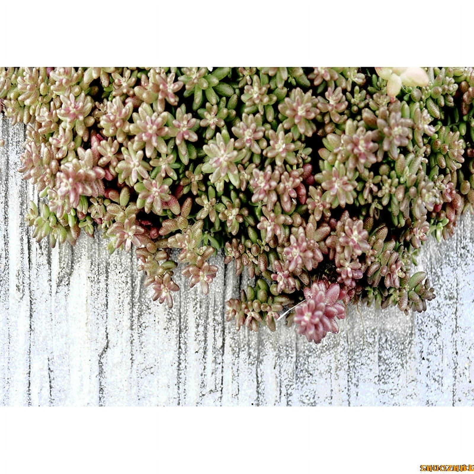 Wedding Sce Arch Flower Photography Backdrops Props Flora Curtain ...
