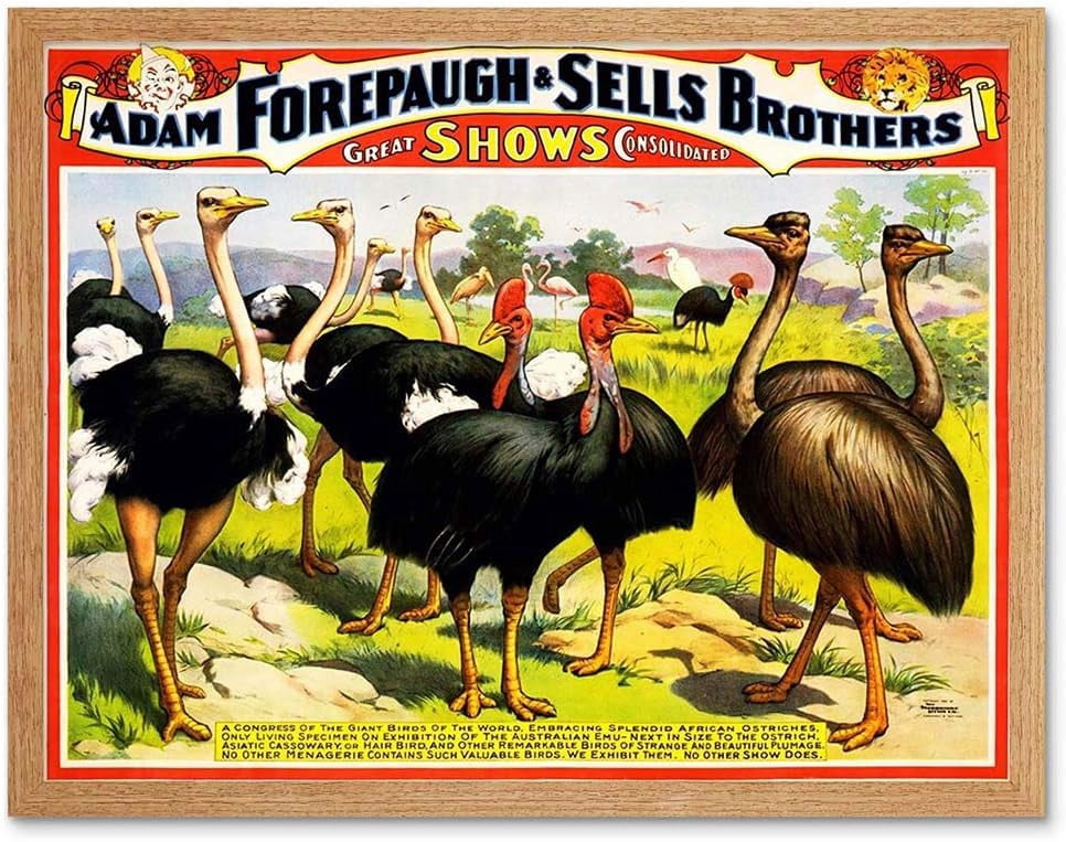 Wee Blue Coo Circus Show Forepaugh Sells Brothers Ostrich Emu Birds USA ...