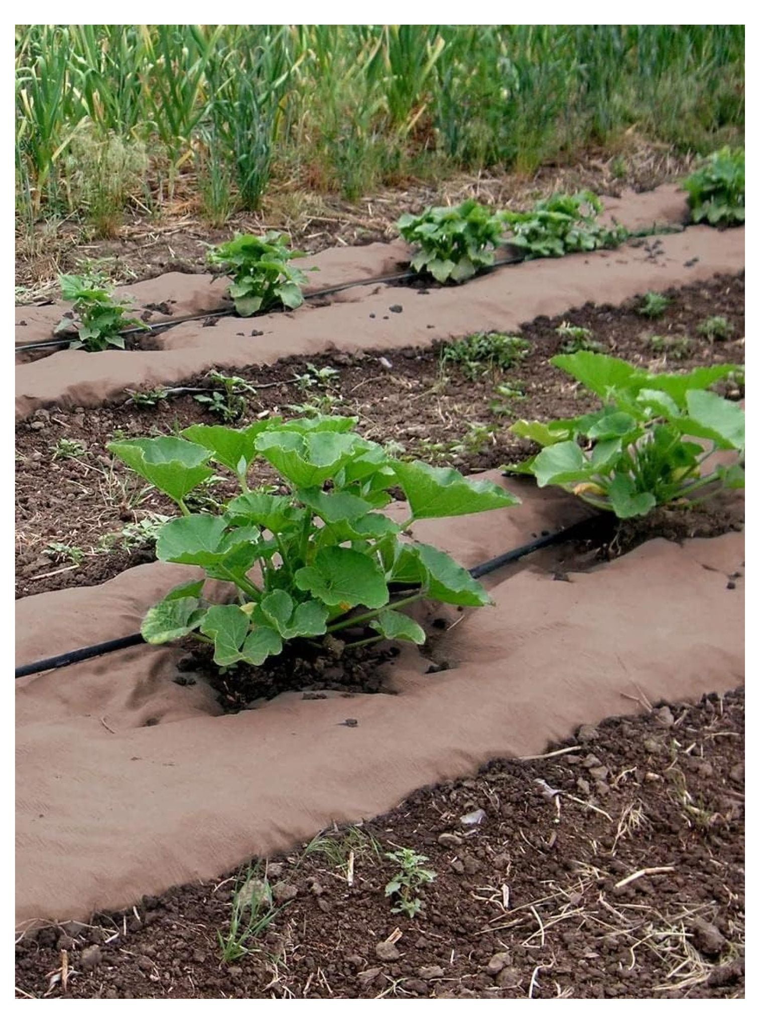 Weedguard Plus Paper Mulch | Biodegradable Garden Bed Grass, Weed ...