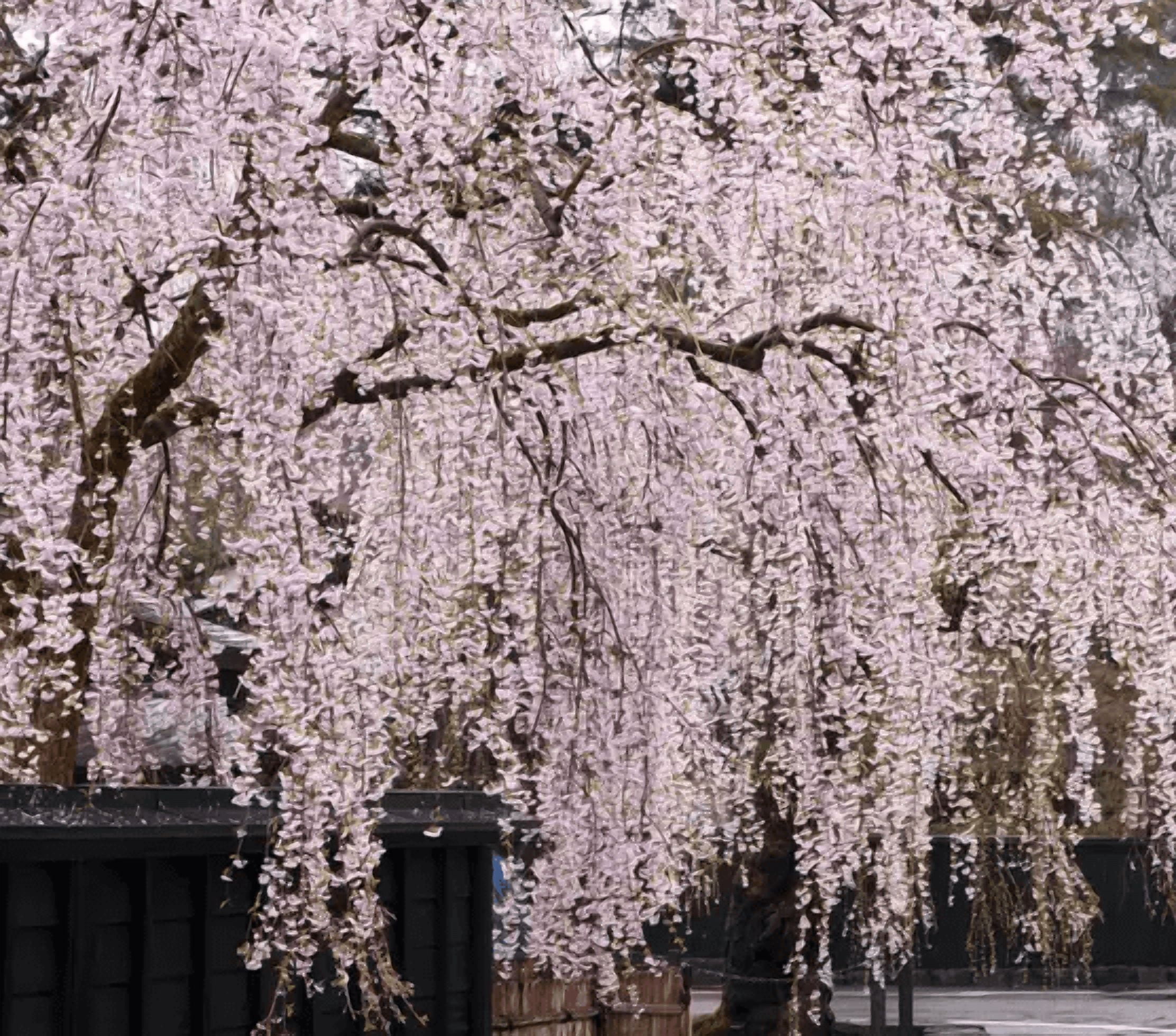 Weeping Cherry Tree Live for Planting, Perennial Cherry Blossom Sapling ...