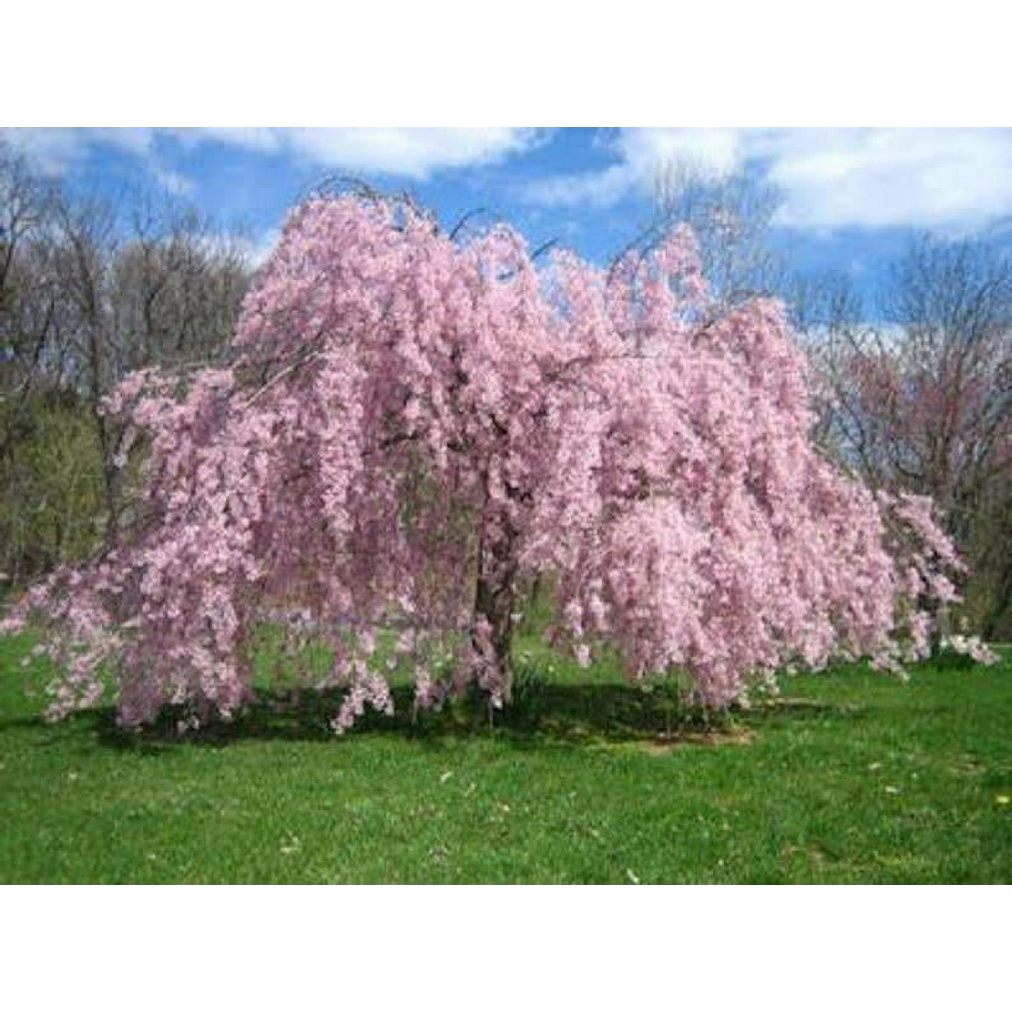 Dwarf Japanese Weeping Cherry Tree