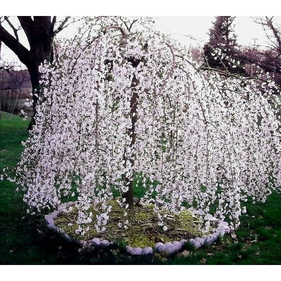Weeping Flowering Cherry Tree