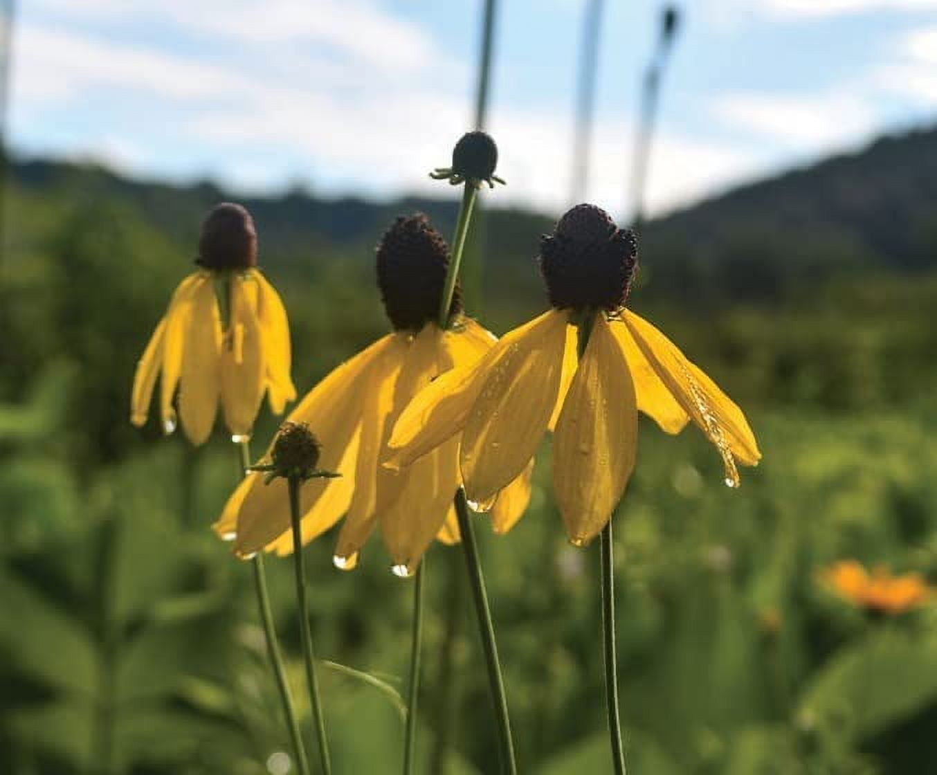 Weeping Coneflower Seeds for Planting (100 Seeds) - Easy to Grow ...