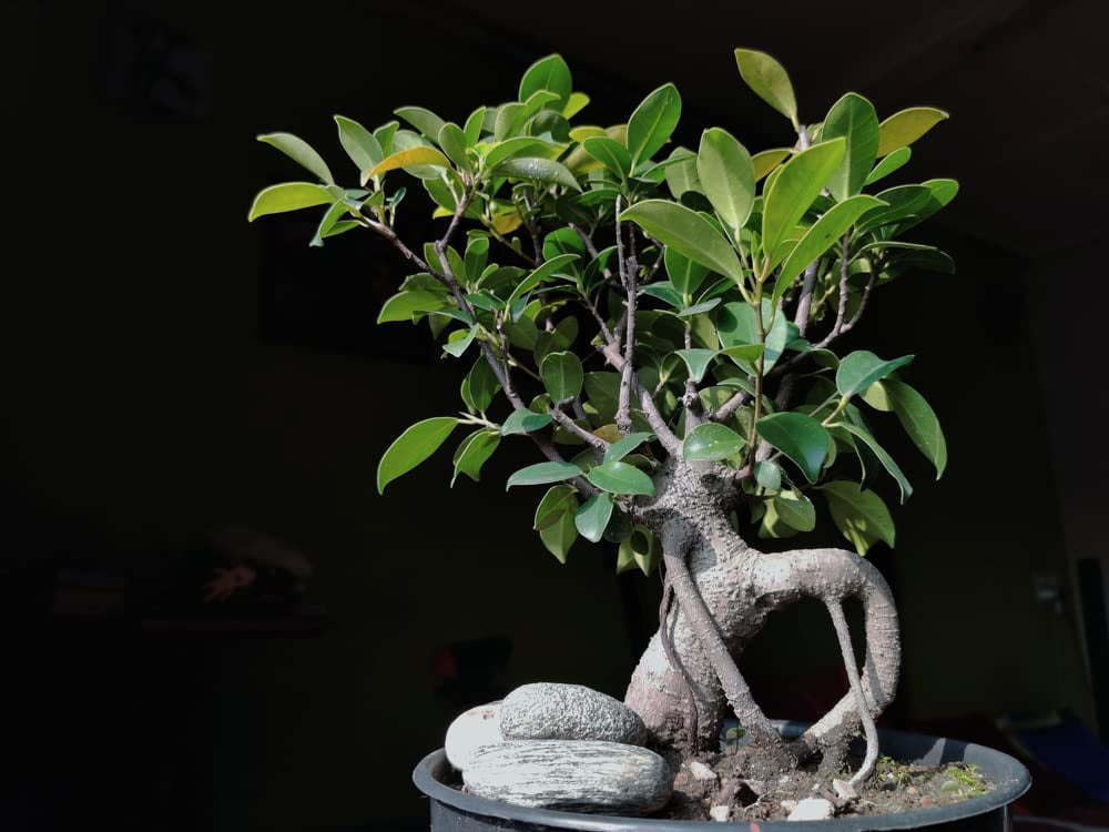 Weeping Fig Bonsai Tree Seeds for Planting - 30 Seeds - Ficus benjamina ...