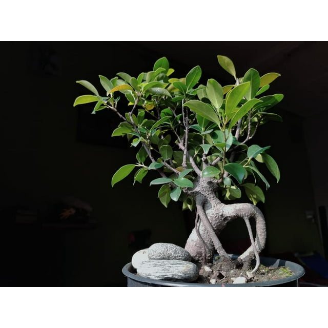 Weeping Fig Bonsai Tree Seeds for Planting - 30 Seeds - Ficus benjamina ...