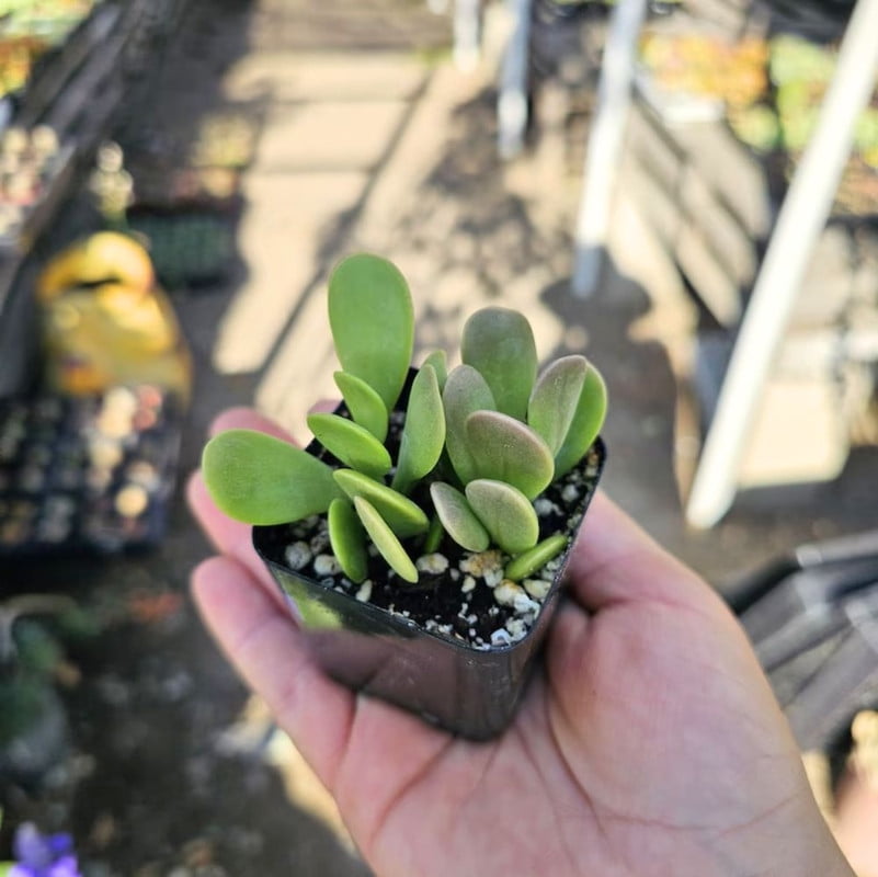 Weeping Jade Succulent in 2in Pot, Bundle of 2 Plants for Home Planting ...