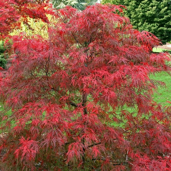 Laceleaf Weeping Japanese Maple