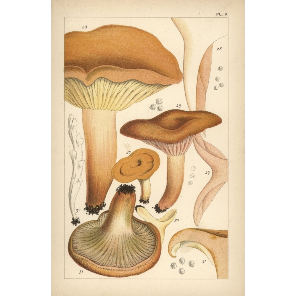 Weeping Milk Cap, Mild Milk Cap, Saffron Milkcapa Poster Print By ...