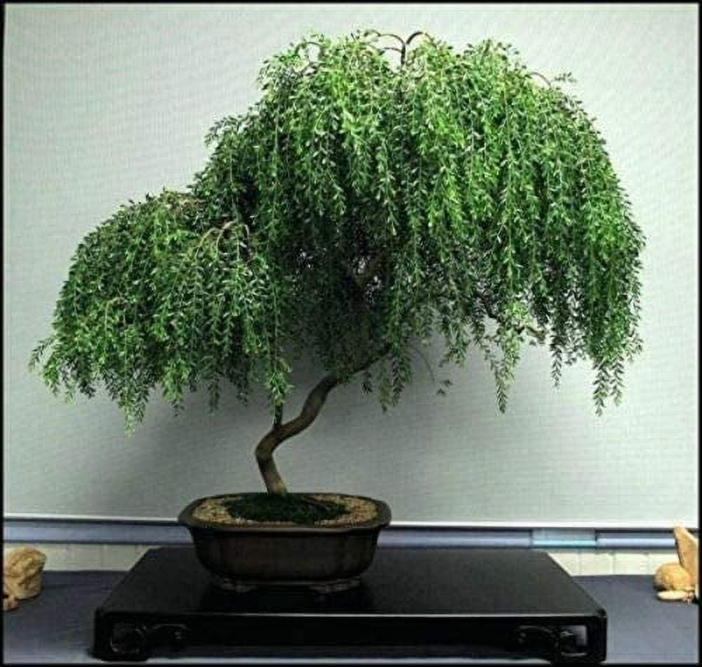 Weeping Willow Bonsai Live Tree, Ready to Plant Dwarf - Walmart.com
