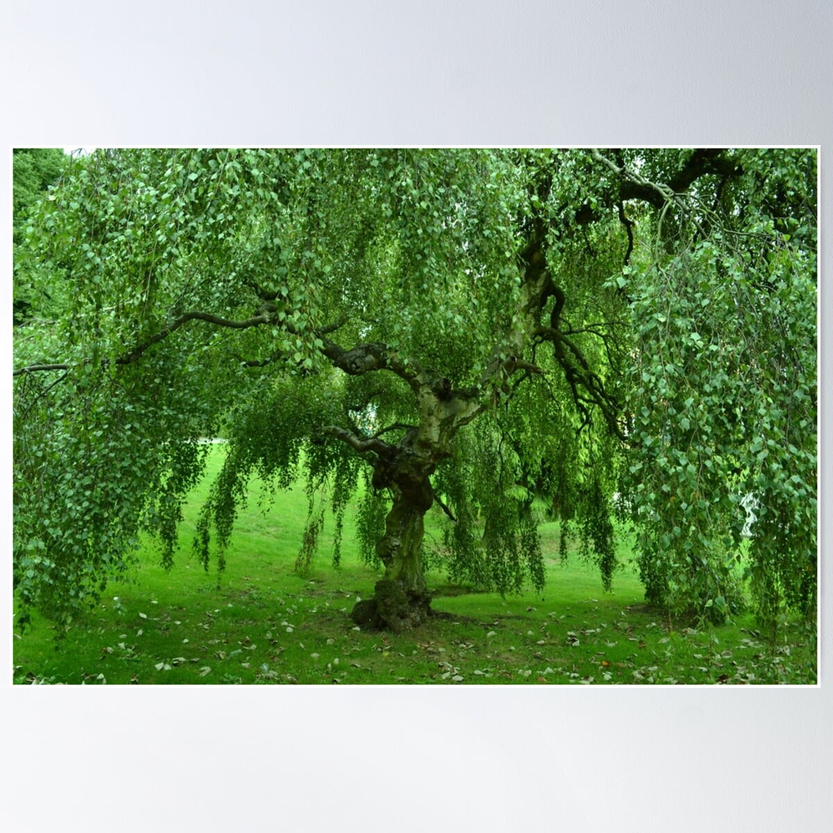 Weeping Willow - London Poster Wall Art, Modern Wall Decor For Living ...